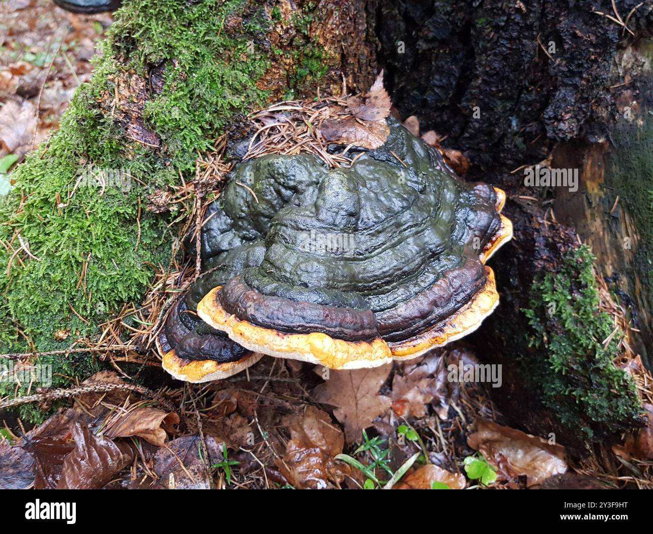 Red-banded Polypore (Fomitopsis pinicola) Fungi Stock Photo - Alamy