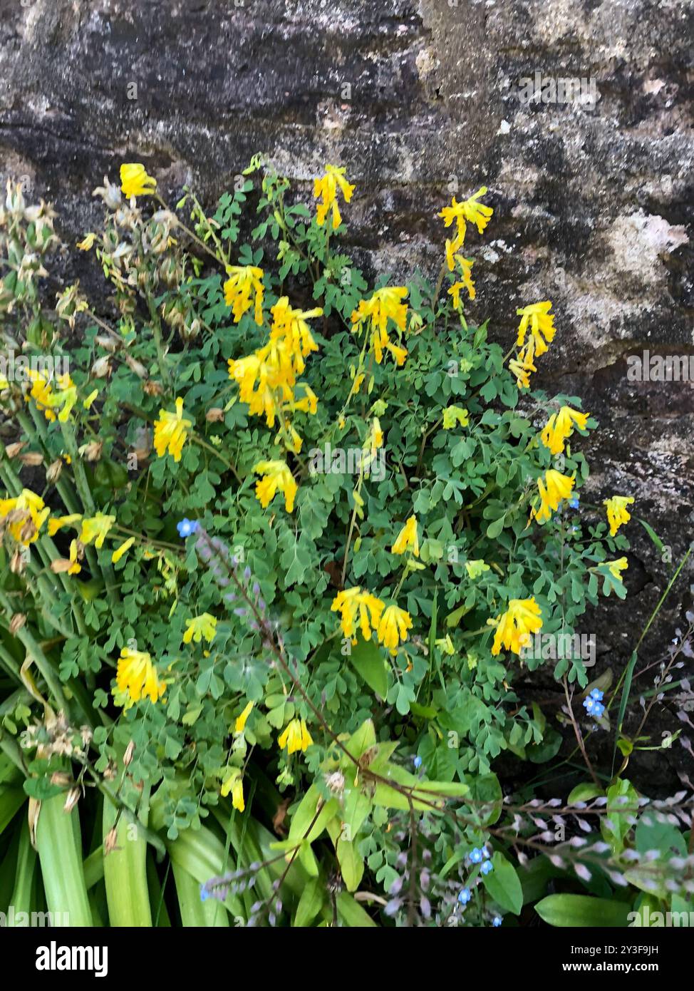 Yellow Fumitory (Pseudofumaria lutea) Plantae Stock Photo - Alamy