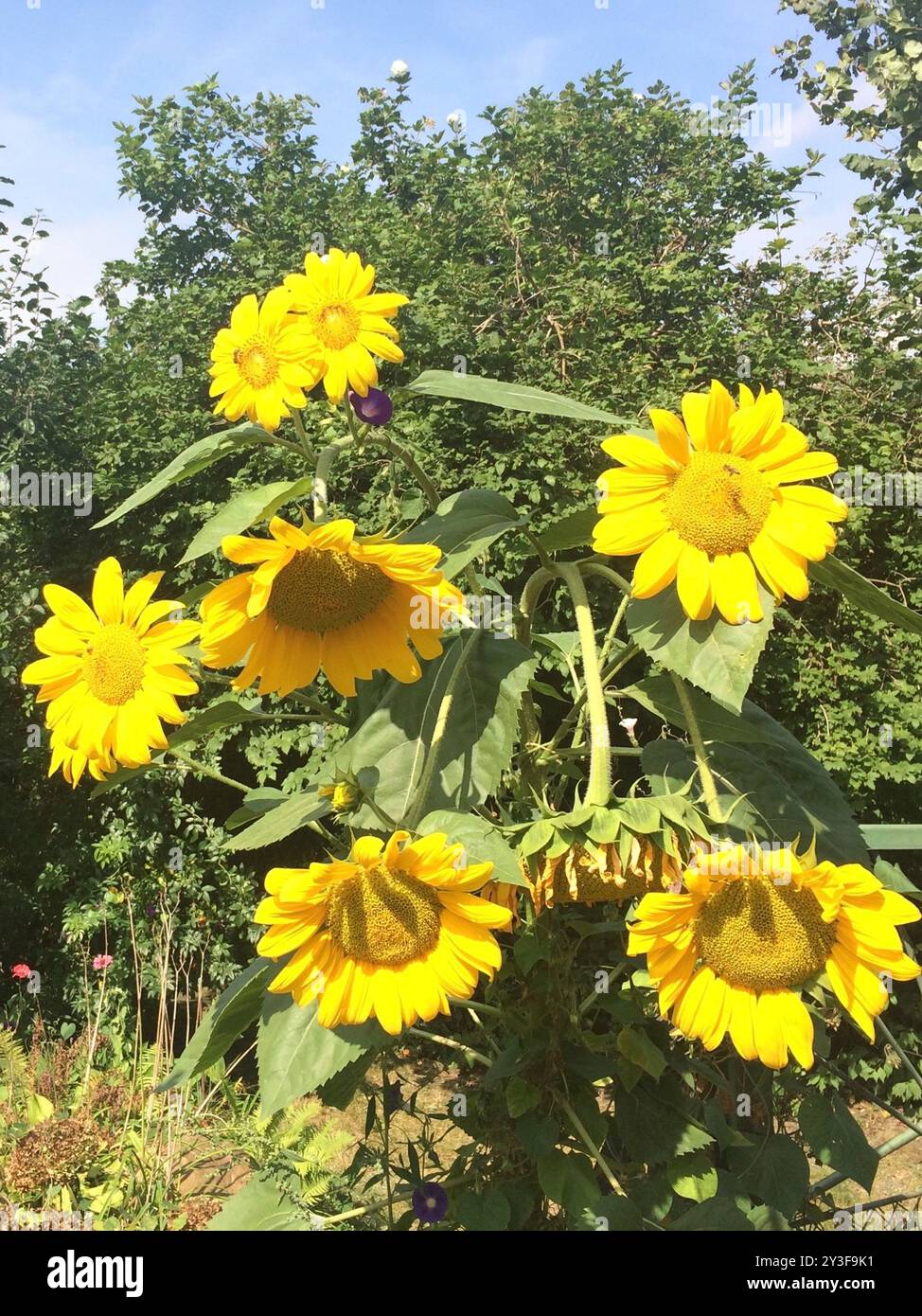 Common Sunflower (Helianthus annuus) Plantae Stock Photo - Alamy