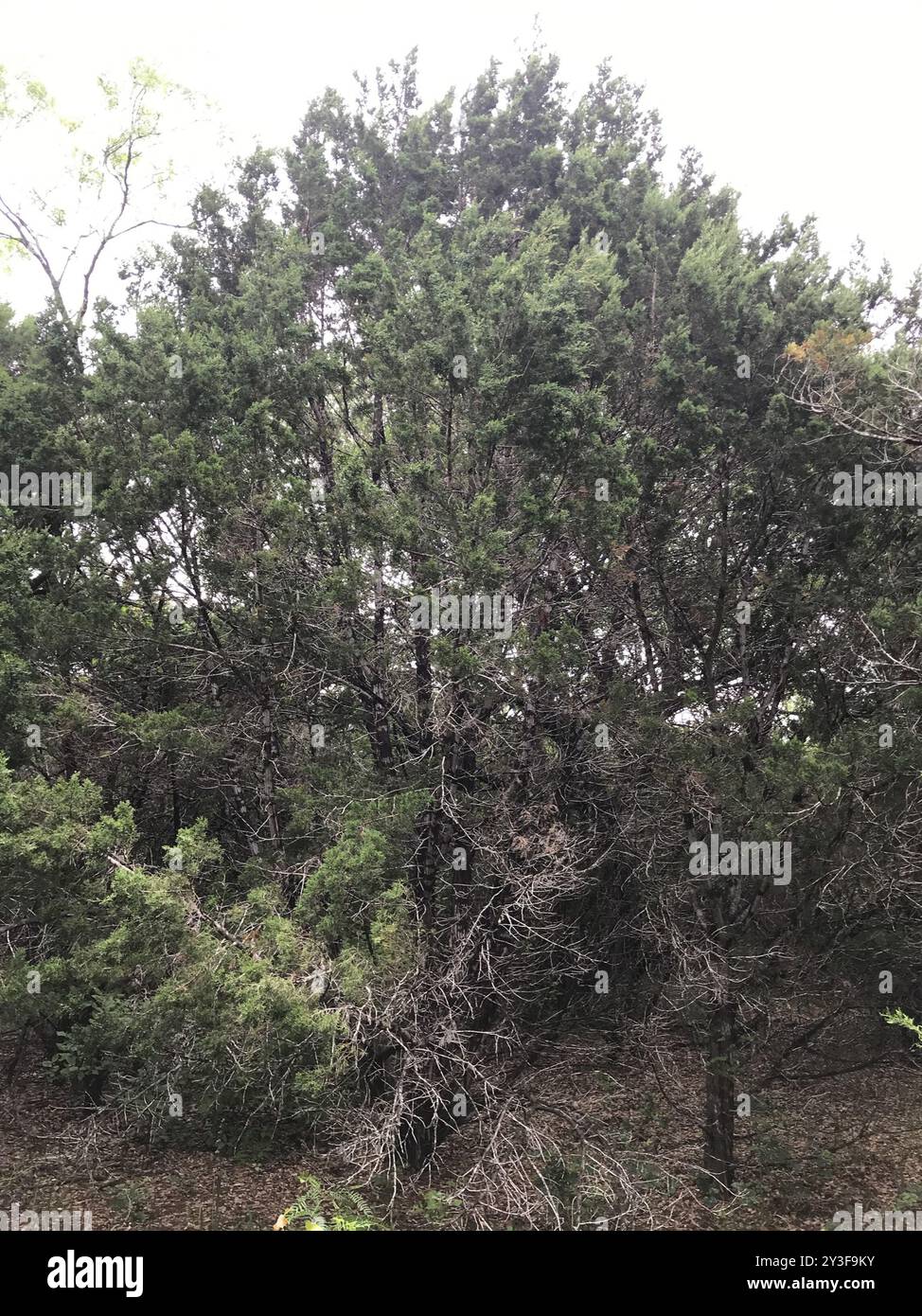 Ashe juniper (Juniperus ashei) Plantae Stock Photo - Alamy