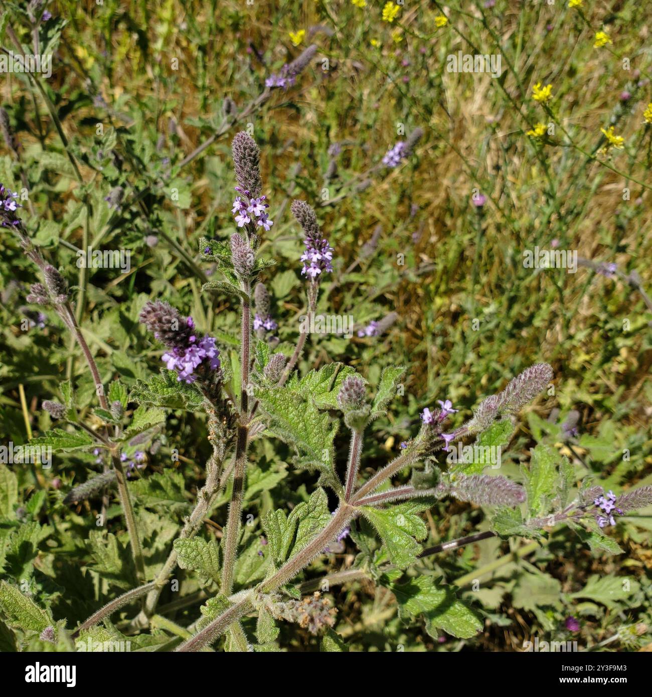 western vervain (Verbena lasiostachys) Plantae Stock Photo - Alamy
