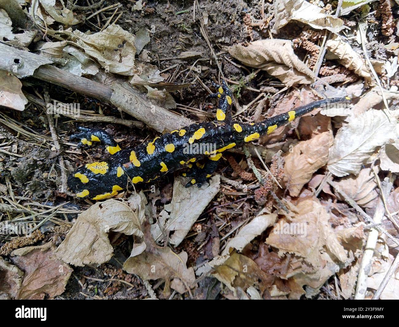 Fire Salamander (Salamandra salamandra) Amphibia Stock Photo - Alamy