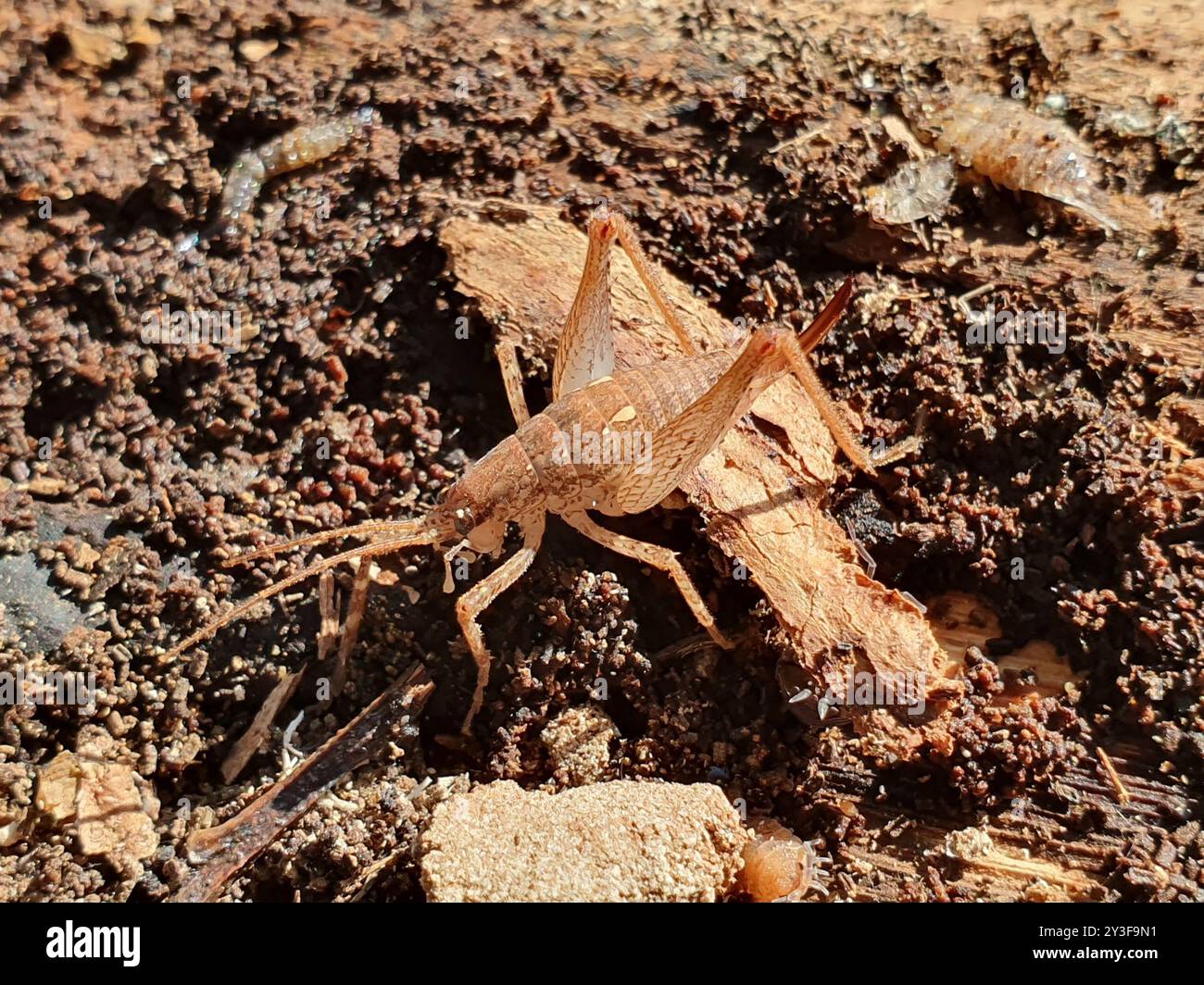 Camel Crickets, Cave Crickets, and Cave Wēta (Rhaphidophoridae) Insecta ...
