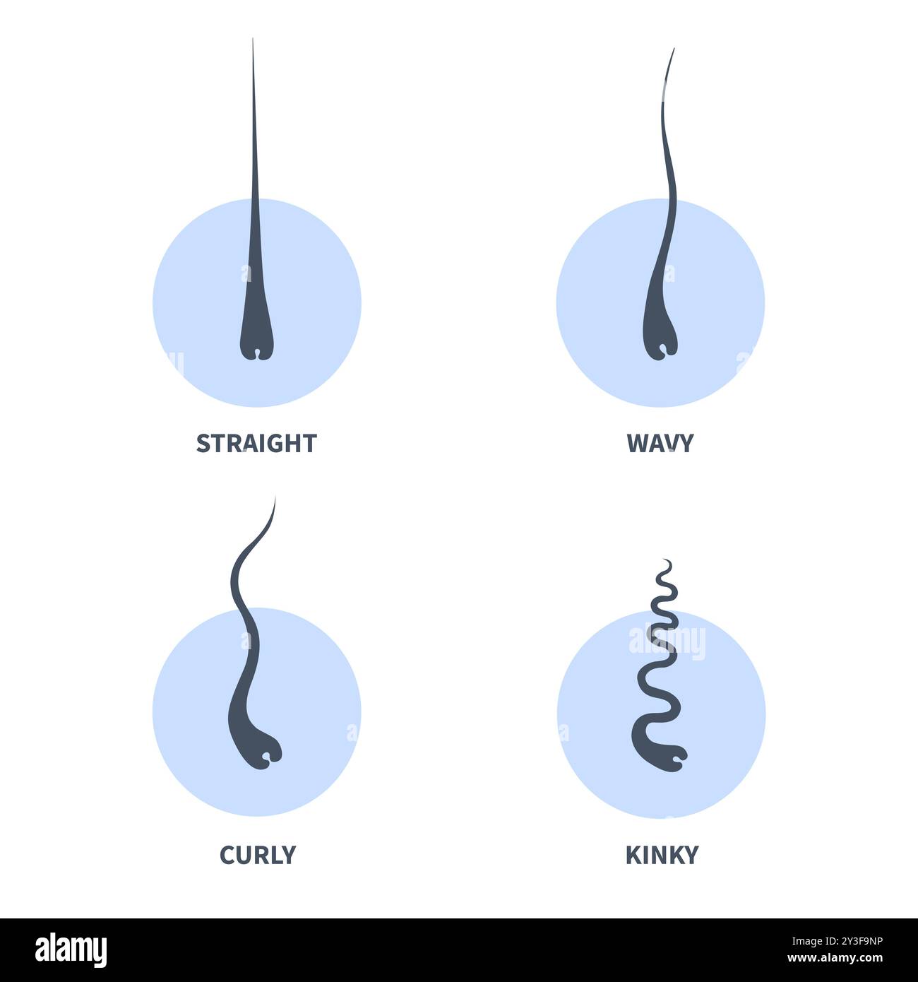 Hair types chart set of strands growth patterns Stock Vector Image ...