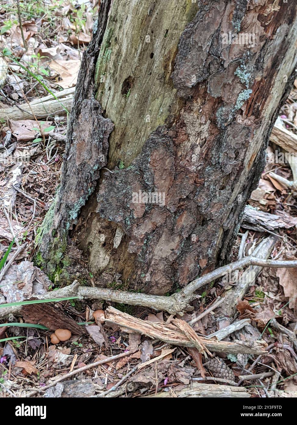 Mulch Fieldcap (Agrocybe putaminum) Fungi Stock Photo - Alamy