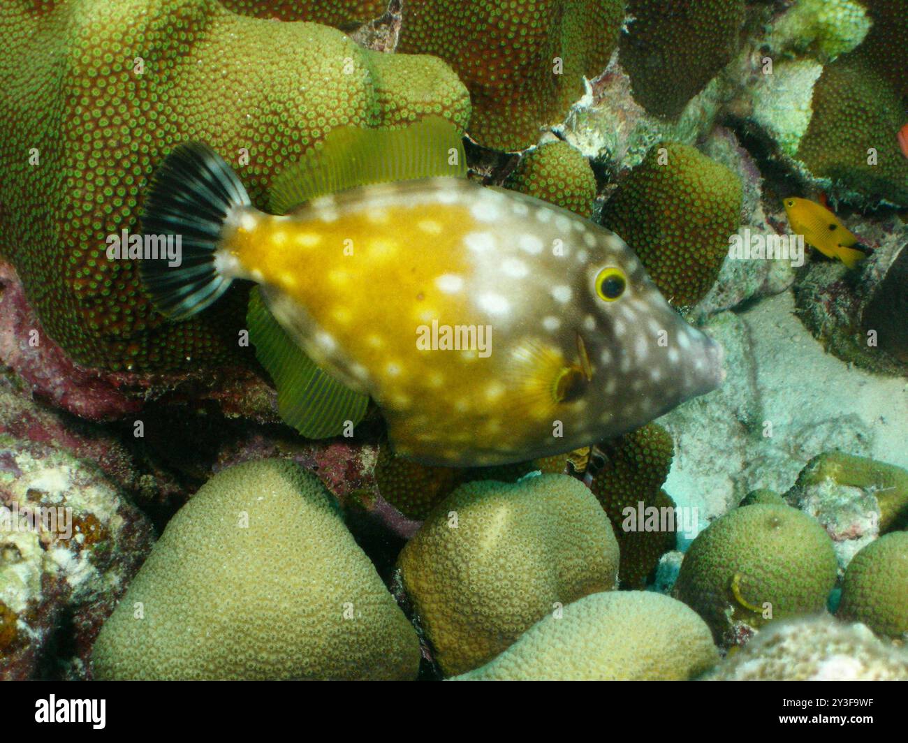 Whitespotted Filefish (Cantherhines macrocerus) Actinopterygii Stock ...