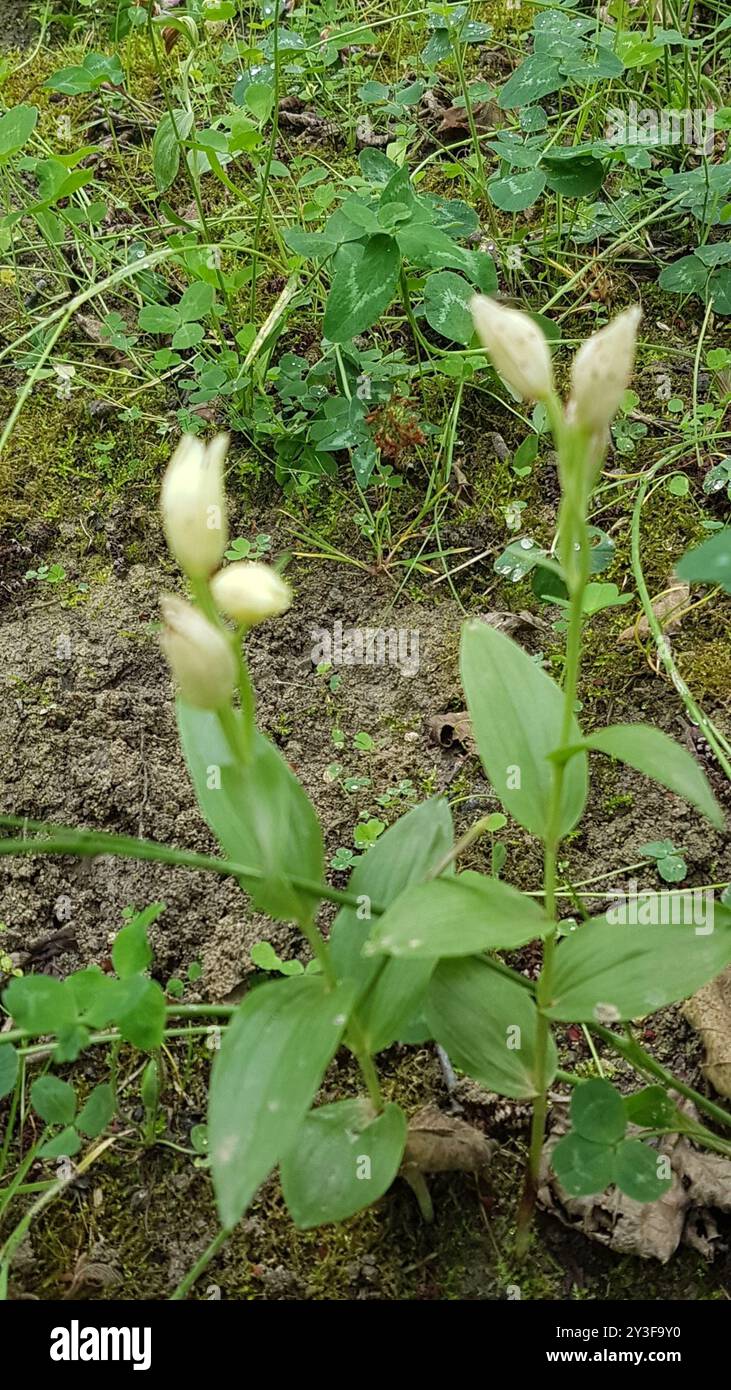 white helleborine (Cephalanthera damasonium) Plantae Stock Photo - Alamy