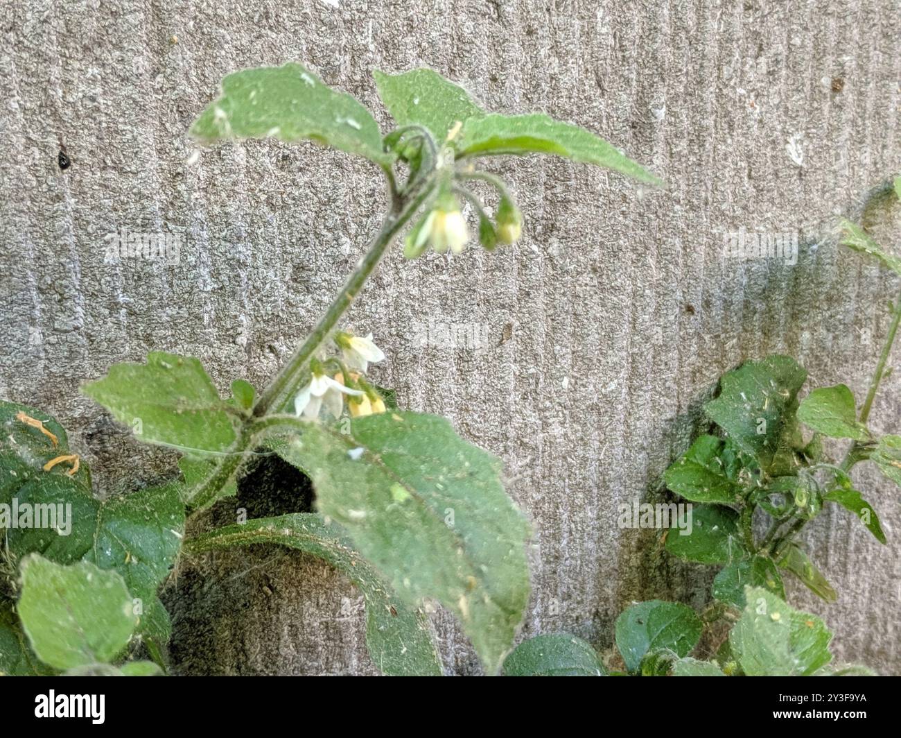 black nightshade (Solanum nigrum) Plantae Stock Photo - Alamy