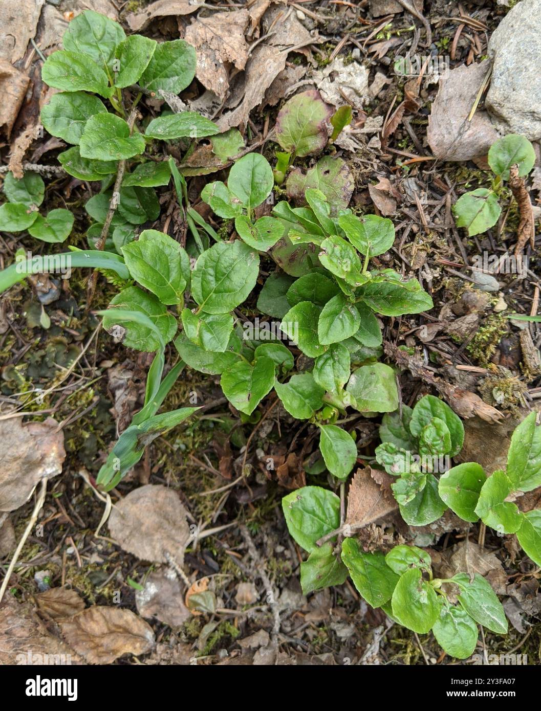 one-sided wintergreen (Orthilia secunda) Plantae Stock Photo - Alamy