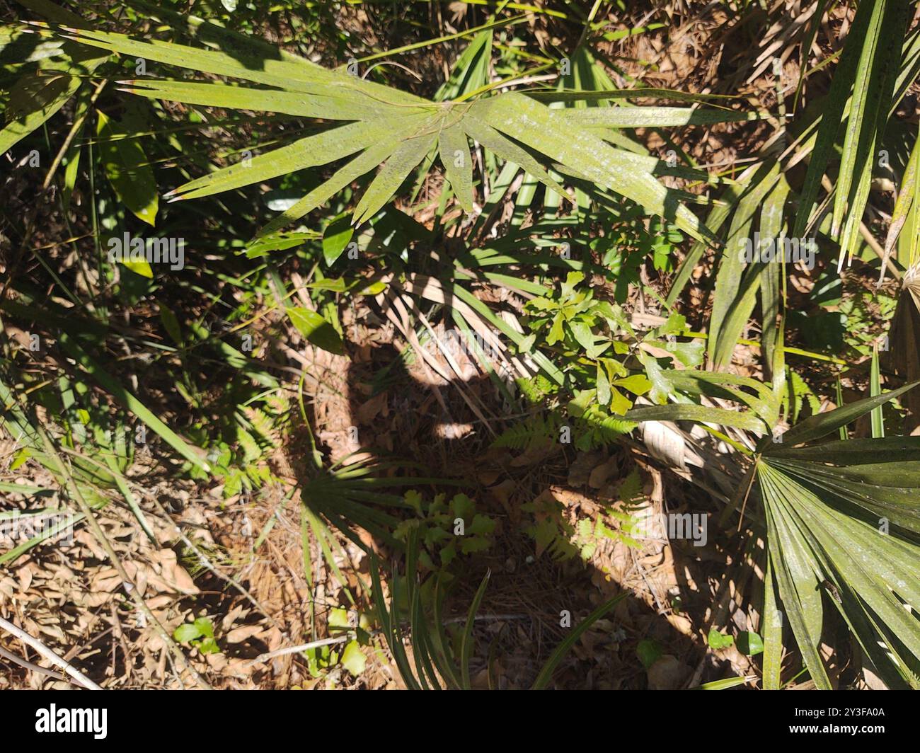 Swamp Bay (Persea palustris) Plantae Stock Photo - Alamy