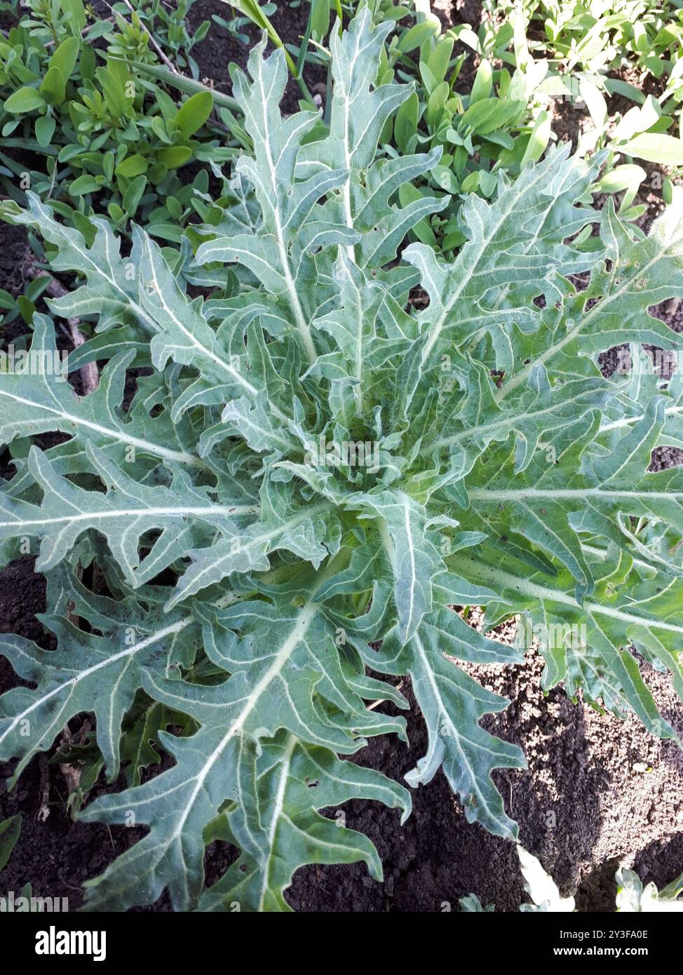 black henbane (Hyoscyamus niger) Plantae Stock Photo - Alamy