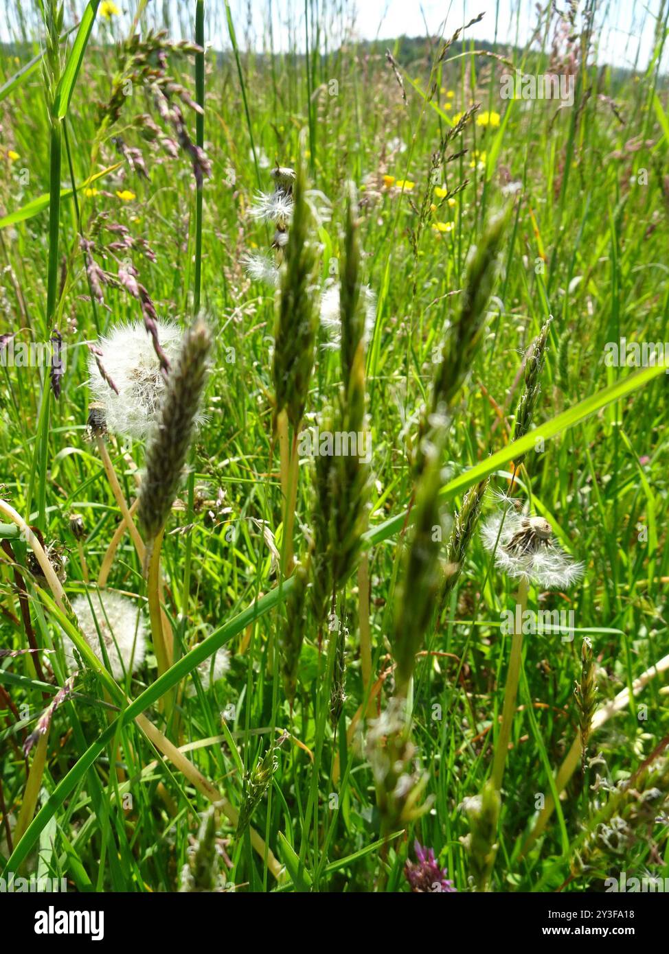 sweet vernal grass (Anthoxanthum odoratum) Plantae Stock Photo - Alamy