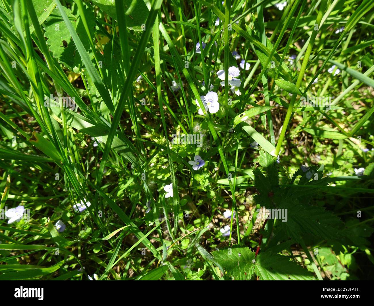 Slender speedwell (Veronica filiformis) Plantae Stock Photo - Alamy