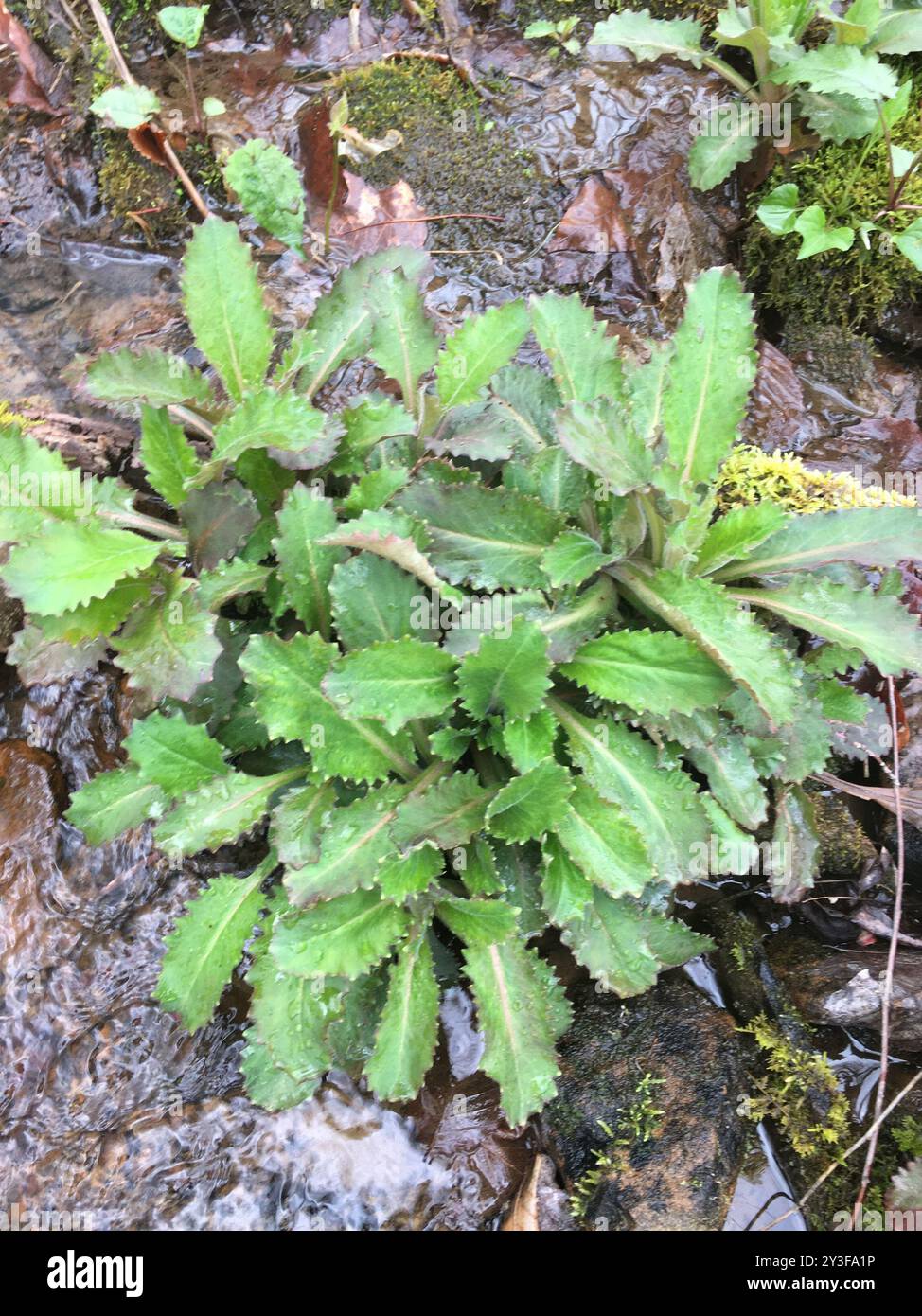Lettuceleaf Saxifrage (Micranthes micranthidifolia) Plantae Stock Photo ...