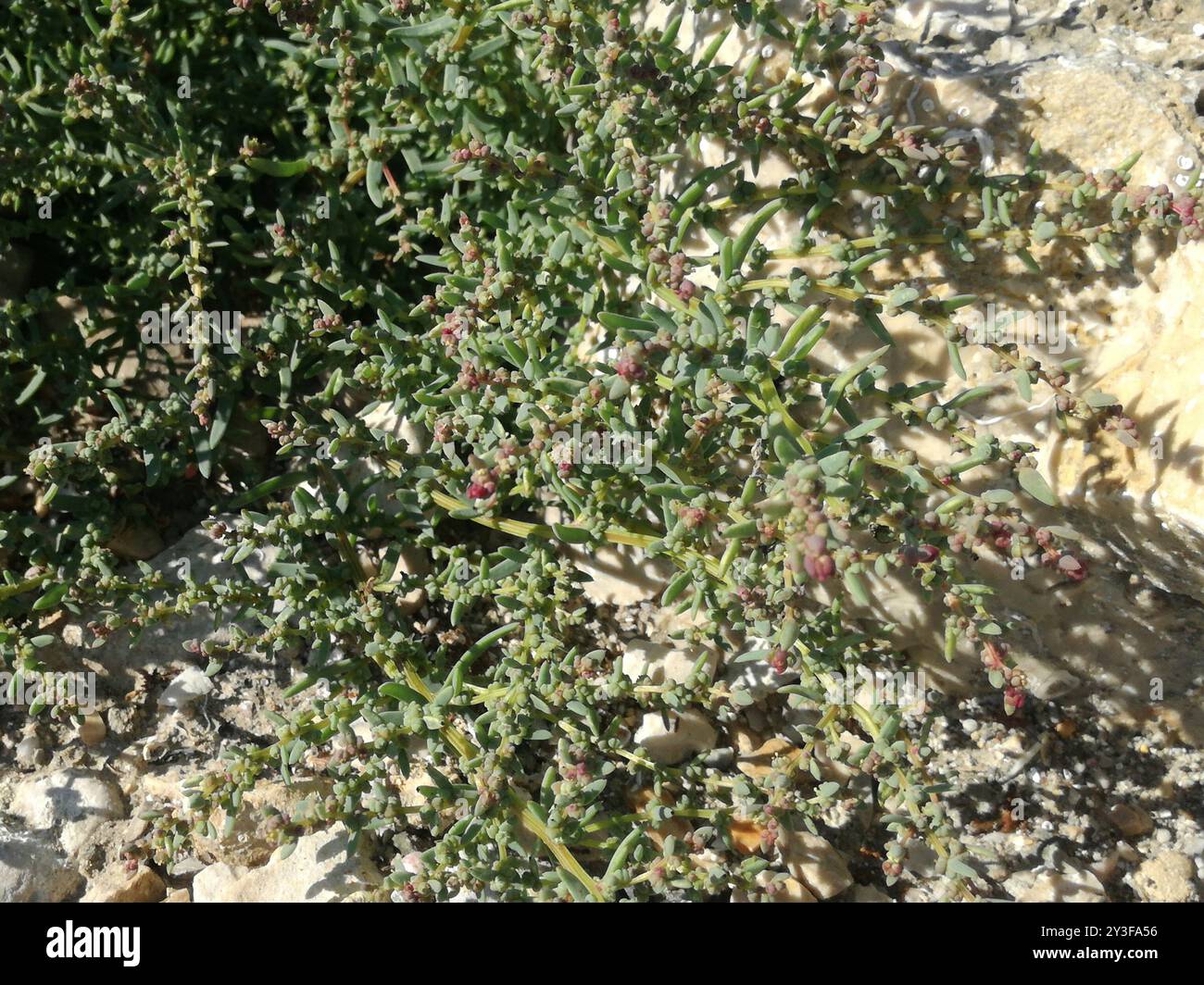 Herbaceous Seepweed (Suaeda maritima) Plantae Stock Photo - Alamy