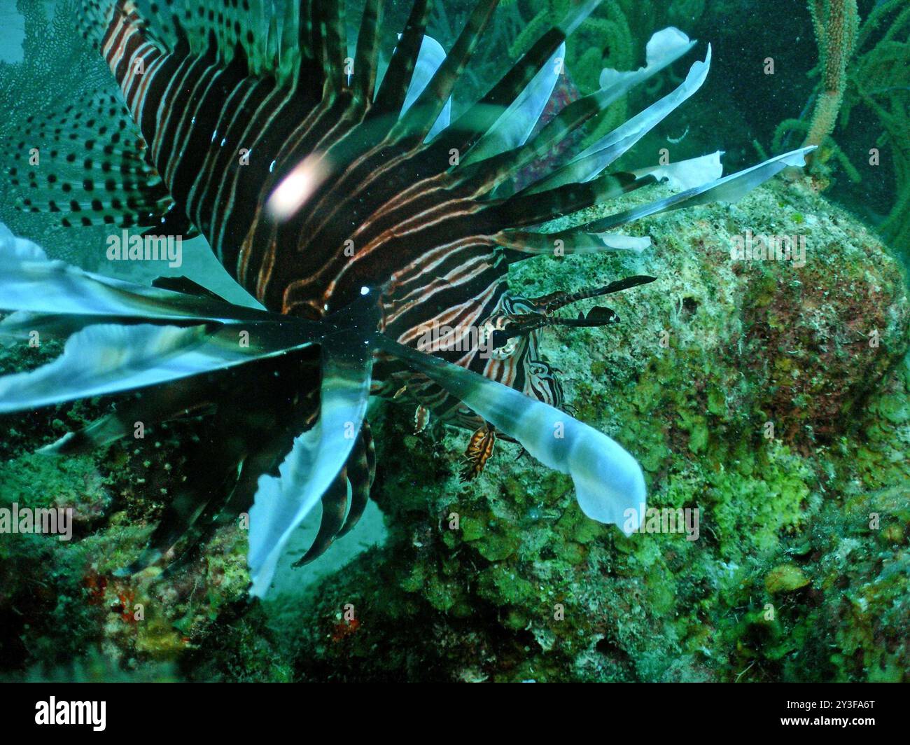 Common Lionfish (Pterois volitans) Actinopterygii Stock Photo - Alamy