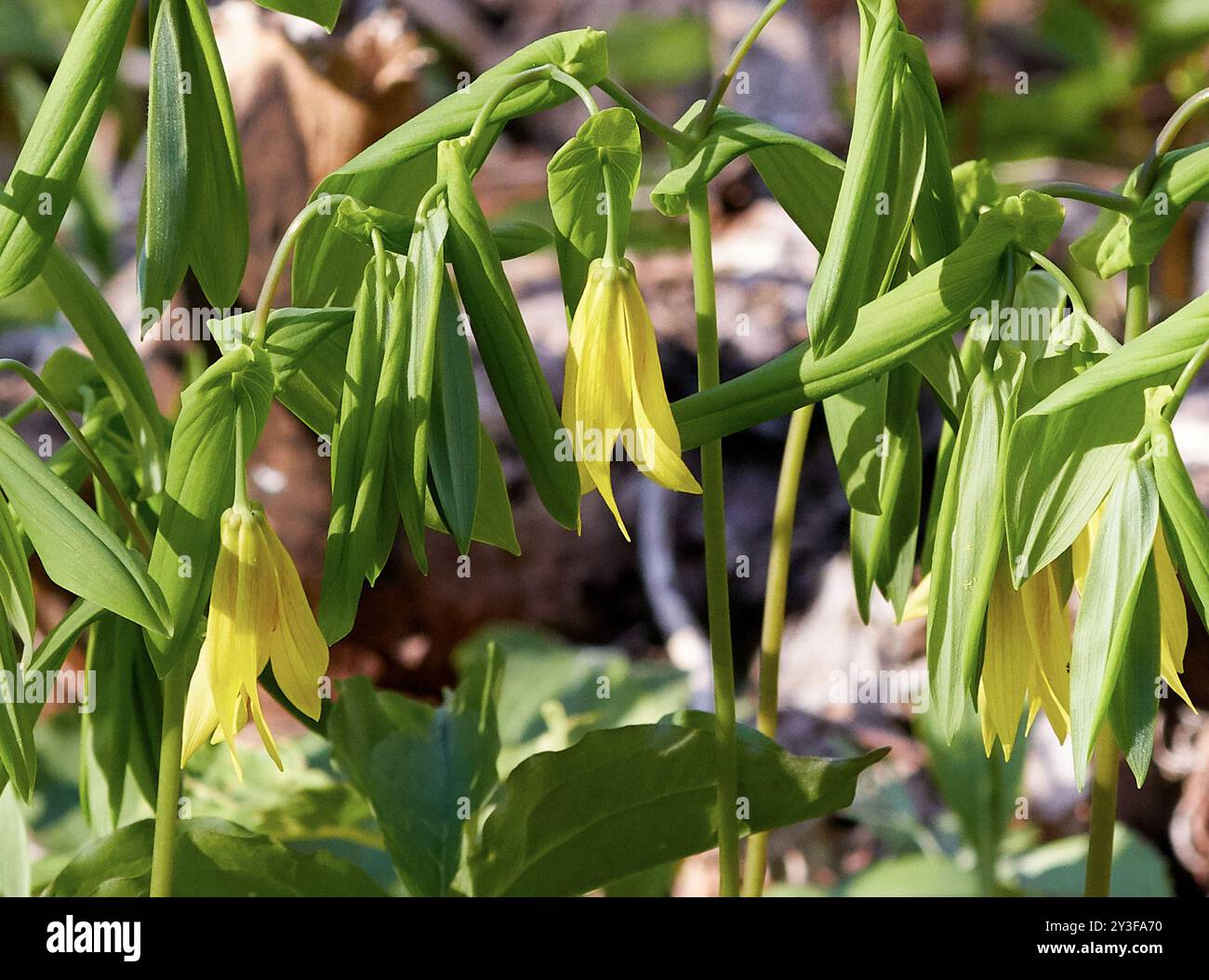 largeflower bellwort (Uvularia grandiflora) Plantae Stock Photo - Alamy