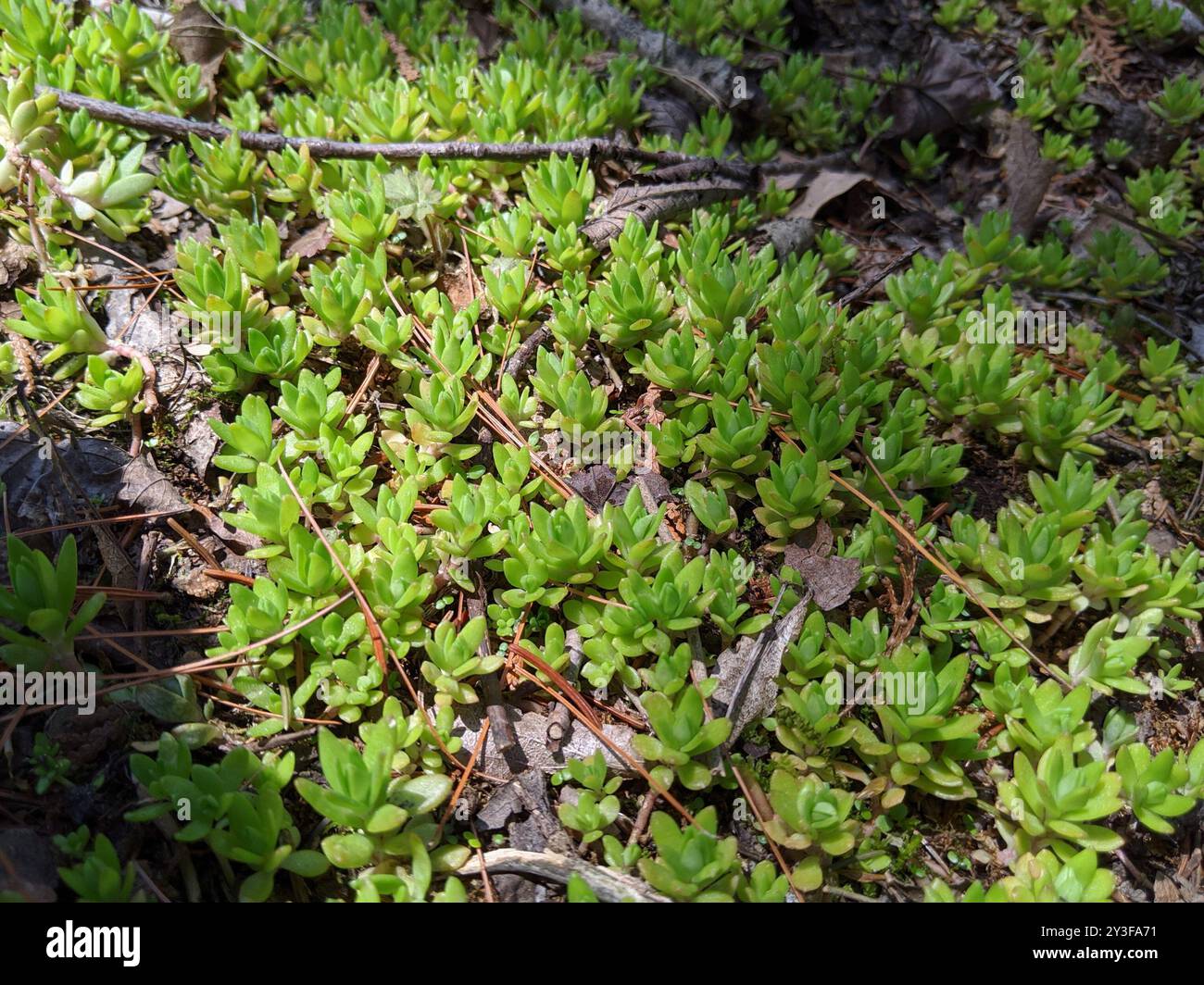 Stringy Stonecrop (Sedum sarmentosum) Plantae Stock Photo - Alamy