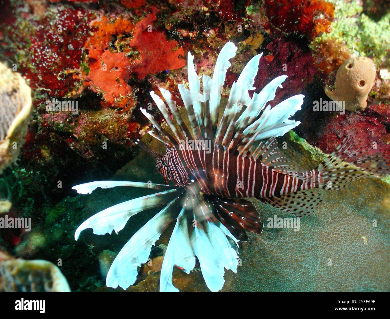 Common Lionfish (Pterois volitans) Actinopterygii Stock Photo - Alamy