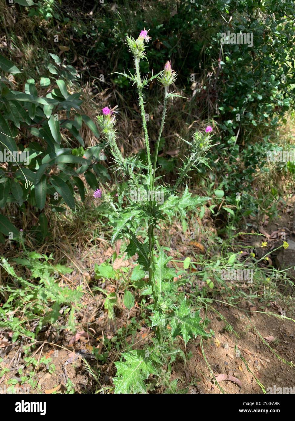 Italian thistle (Carduus pycnocephalus) Plantae Stock Photo - Alamy