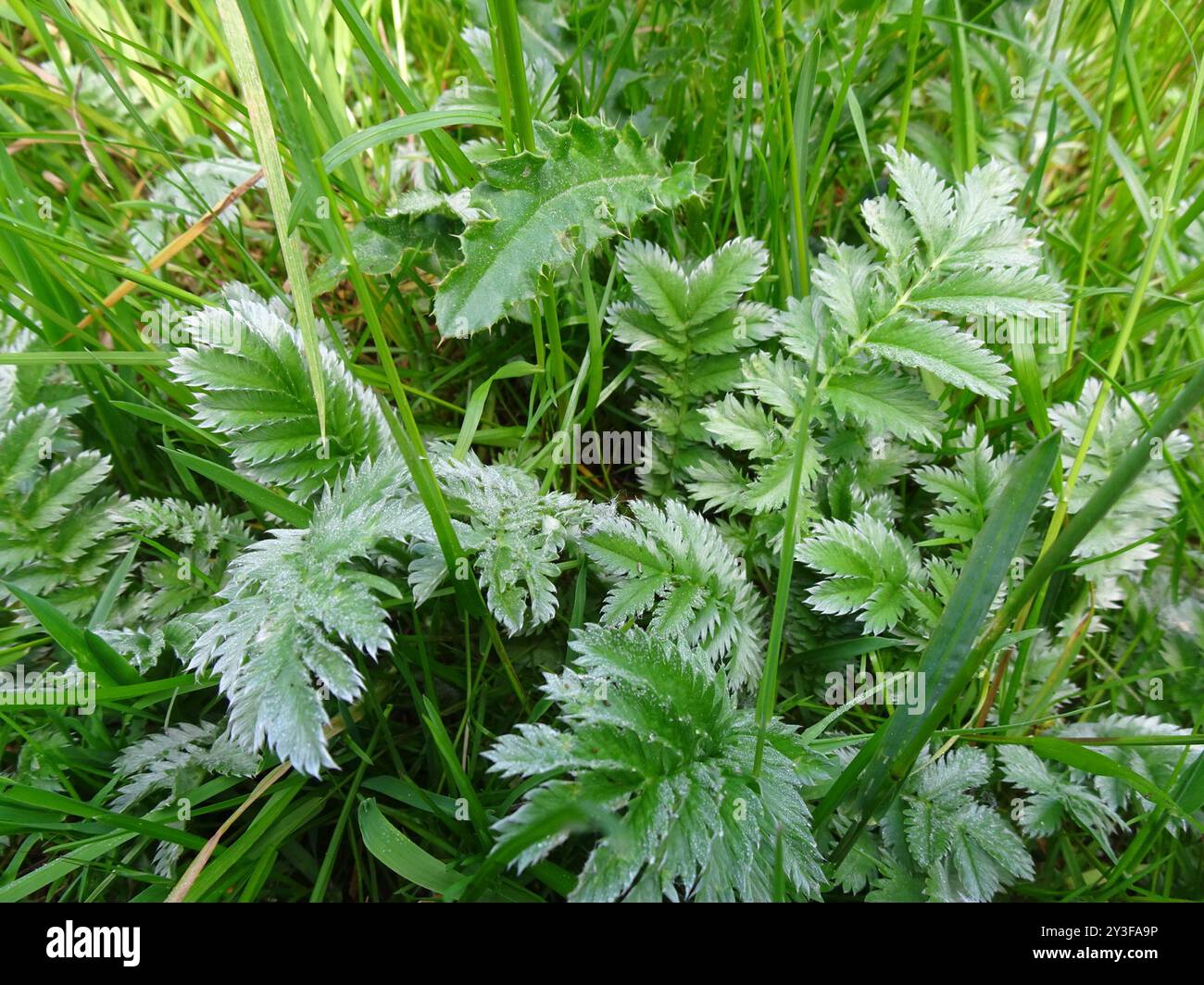 common silverweed (Argentina anserina) Plantae Stock Photo - Alamy