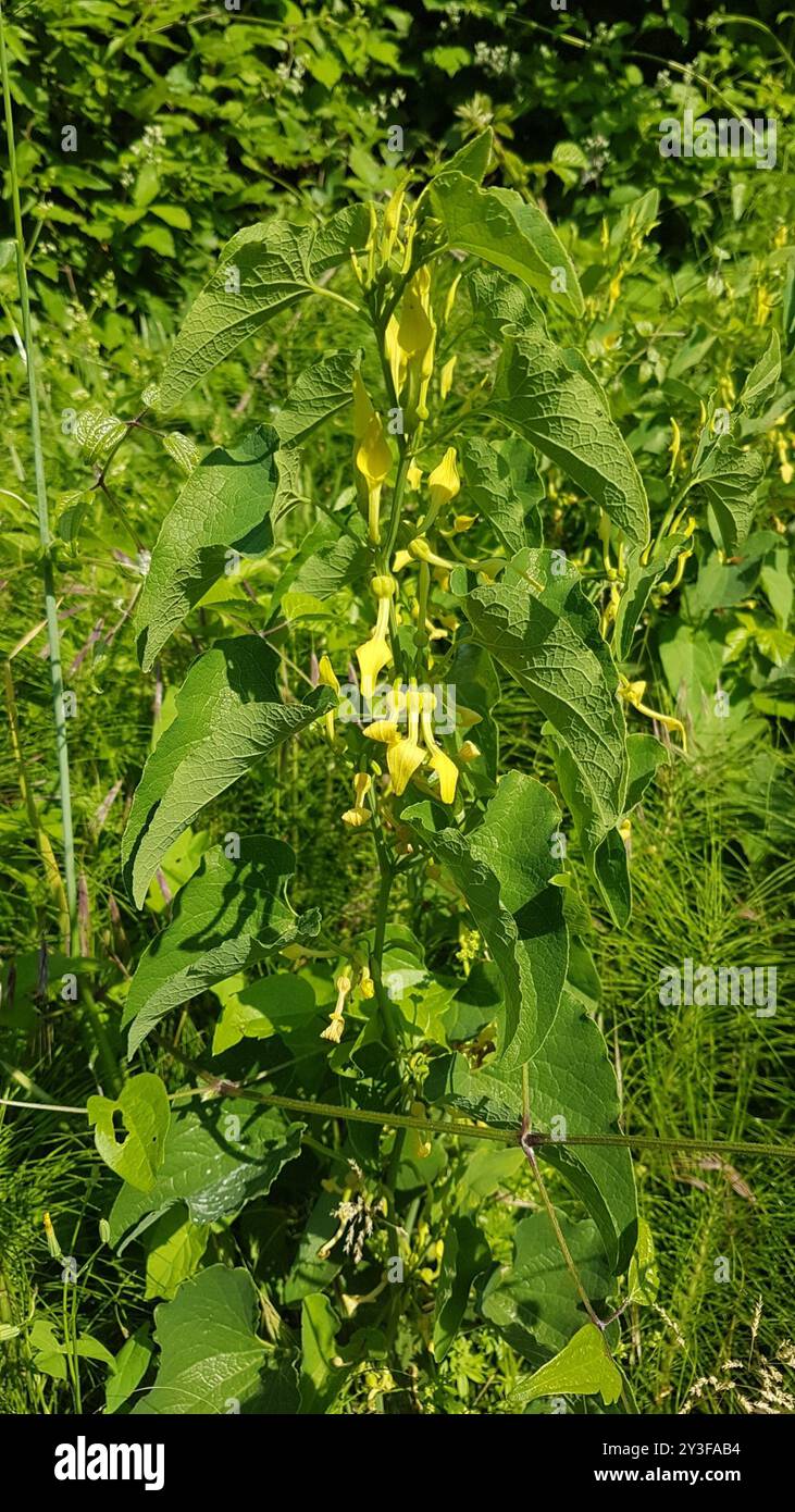 Birthwort (Aristolochia clematitis) Plantae Stock Photo - Alamy