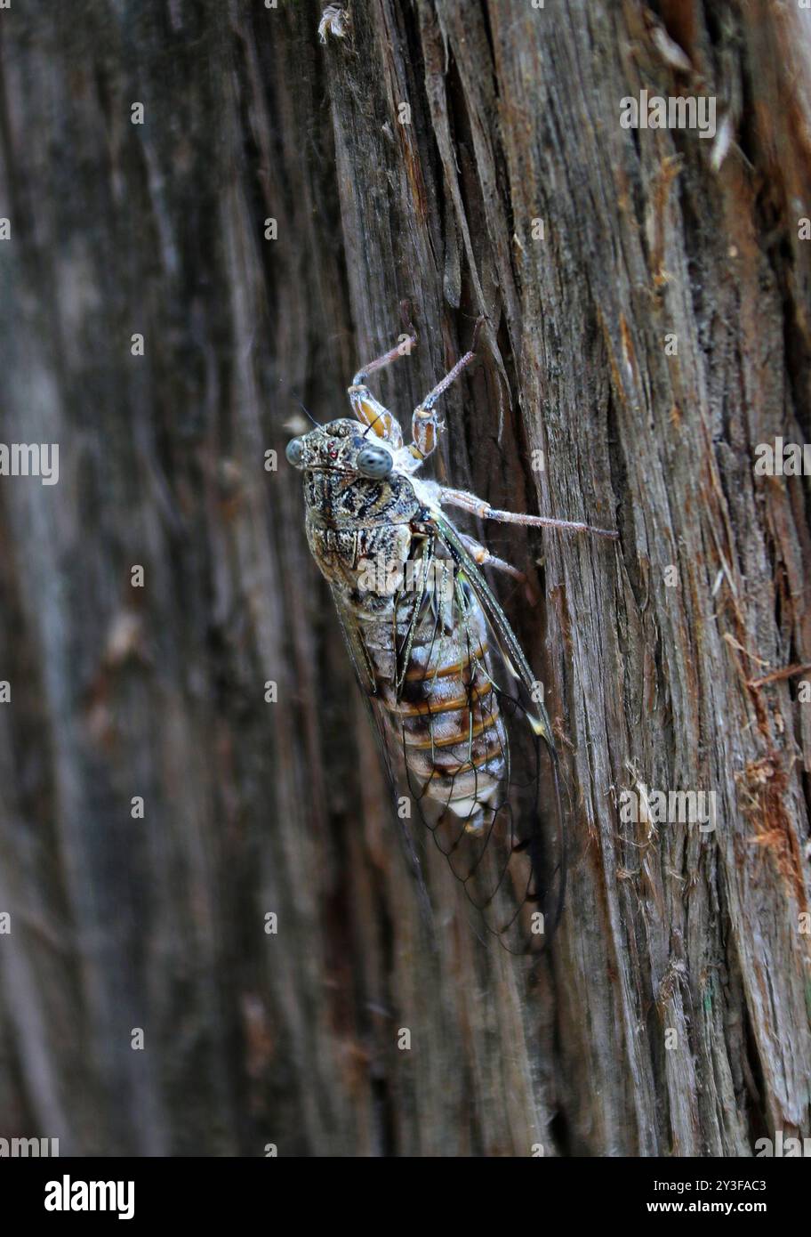 Cretan Cicada, Cicada cretensis, Hemiptera, Cicadidae, on a Tree in the ...