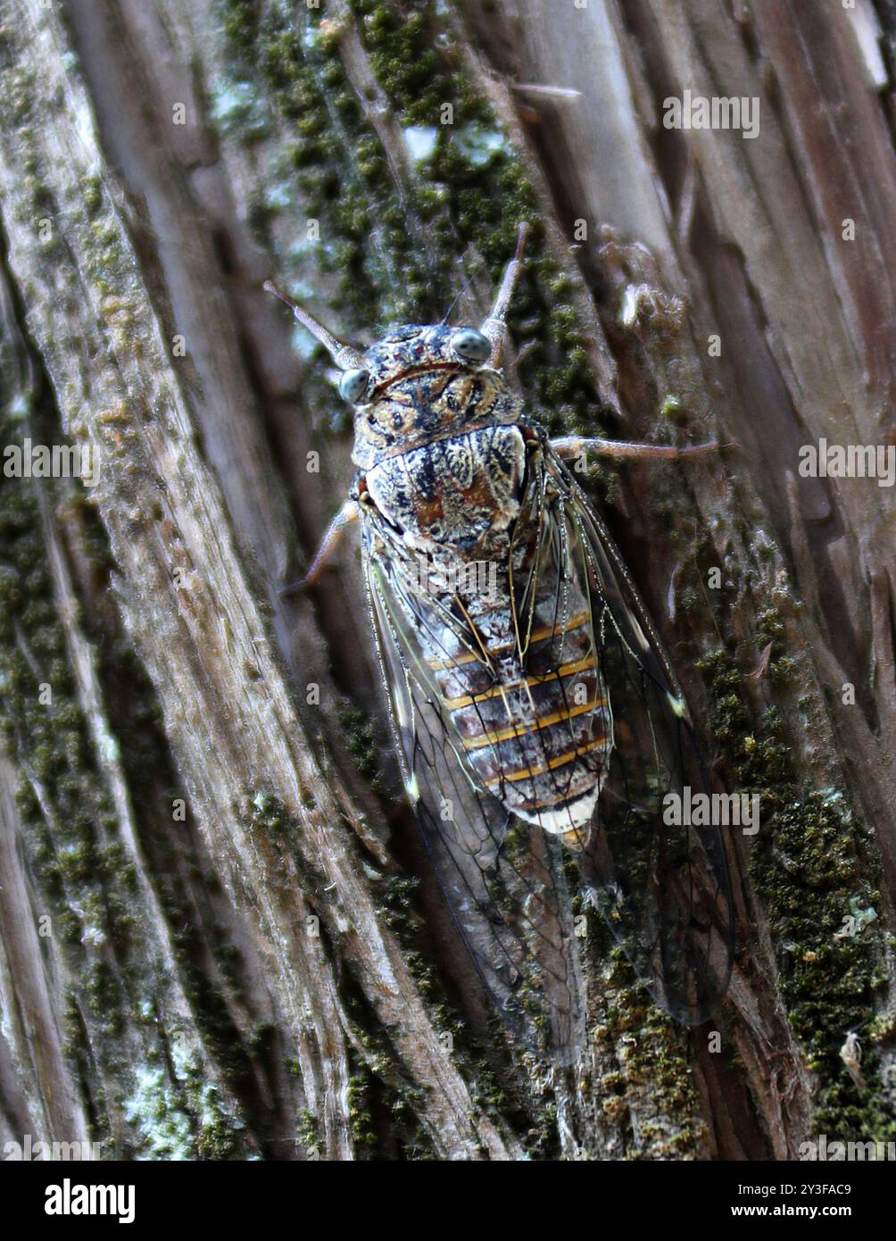 Cretan Cicada, Cicada cretensis, Hemiptera, Cicadidae, on a Tree in the ...