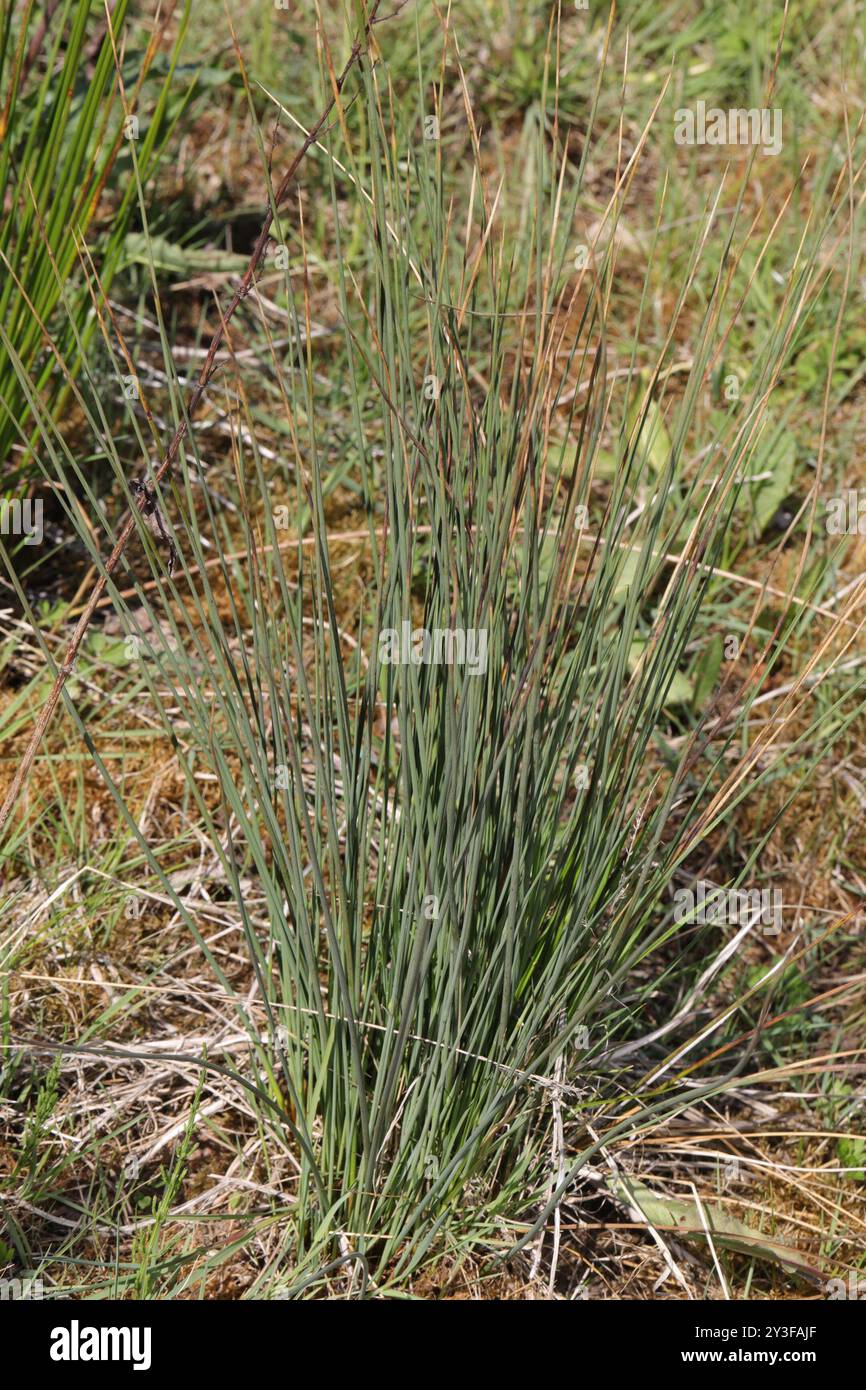 Hard Rush (Juncus inflexus) Plantae Stock Photo - Alamy
