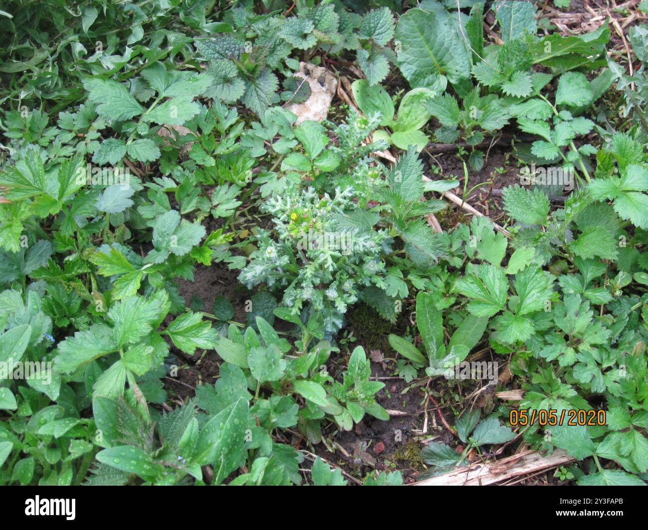 common groundsel (Senecio vulgaris) Plantae Stock Photo - Alamy