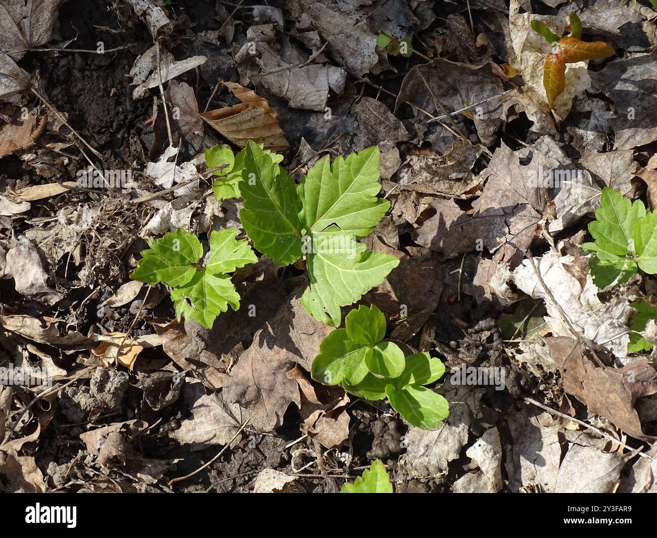 Two-leaved Toothwort (Cardamine diphylla) Plantae Stock Photo - Alamy