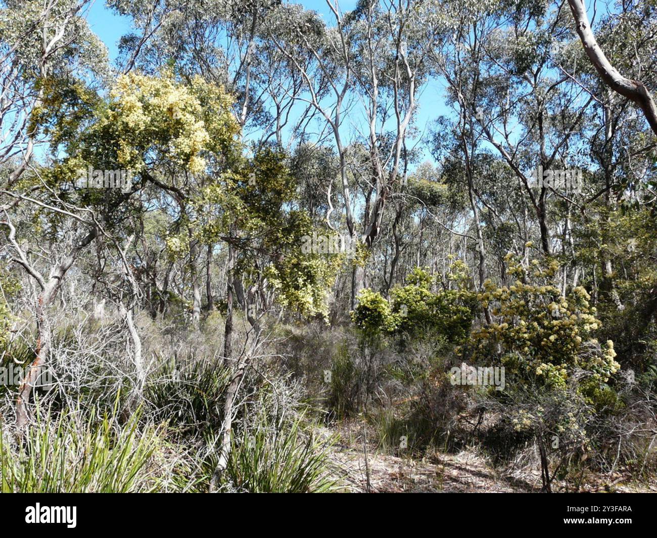 (Acacia verticillata verticillata) Plantae Stock Photo - Alamy