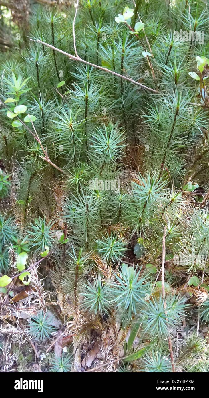 giant moss (Dawsonia superba) Plantae Stock Photo - Alamy