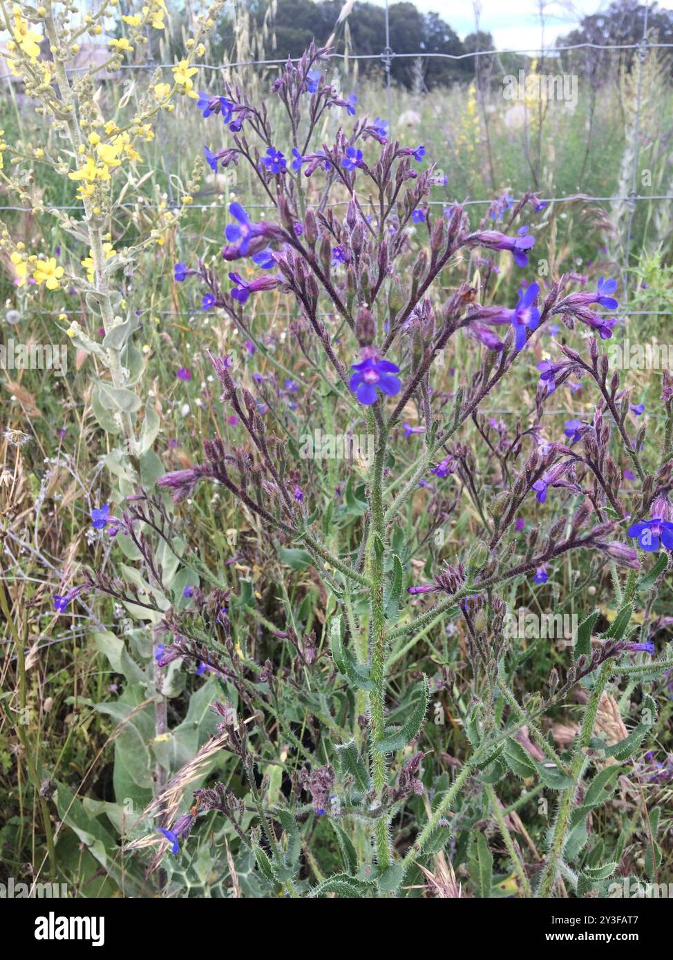 Italian Bugloss (Anchusa azurea) Plantae Stock Photo - Alamy