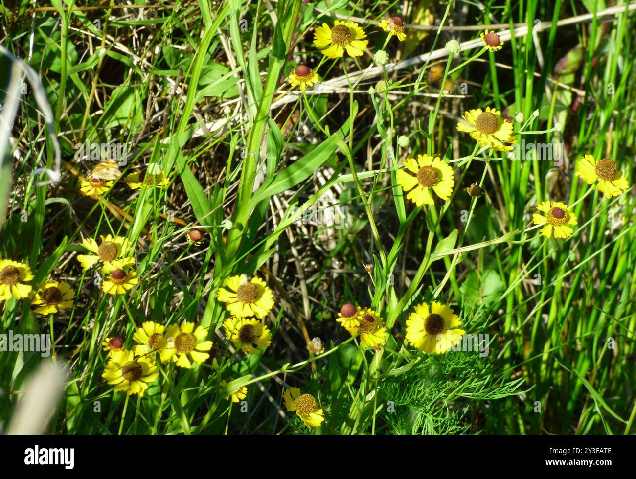 Southern Sneezeweed (Helenium flexuosum) Plantae Stock Photo - Alamy