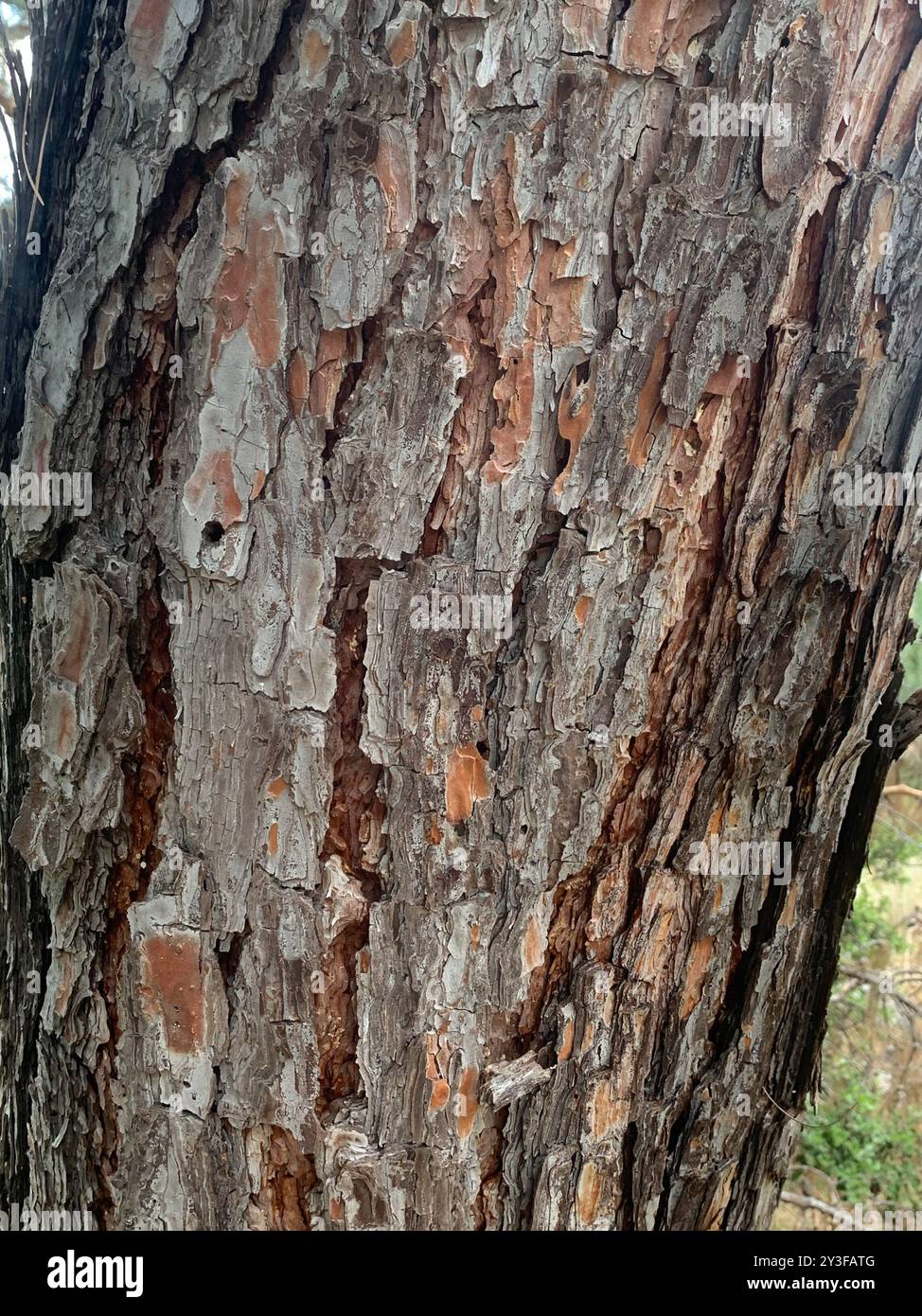 Turkish pine (Pinus brutia) Plantae Stock Photo - Alamy