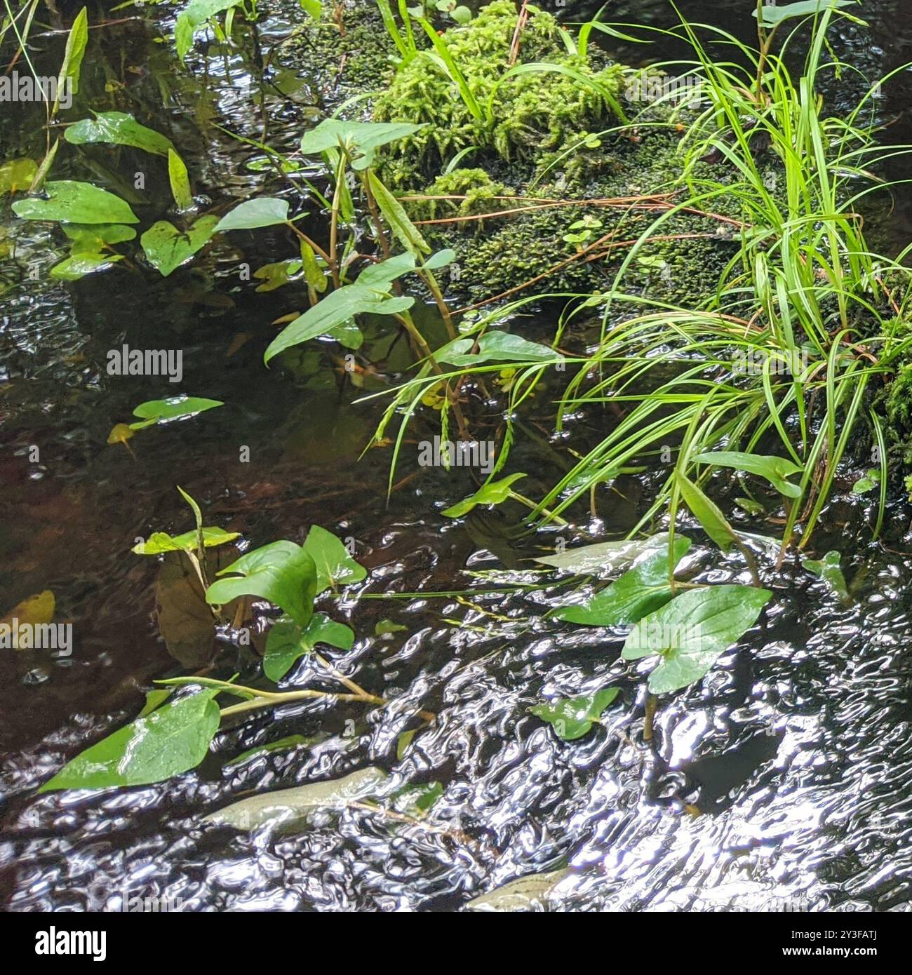 lizard's tail (Saururus cernuus) Plantae Stock Photo - Alamy
