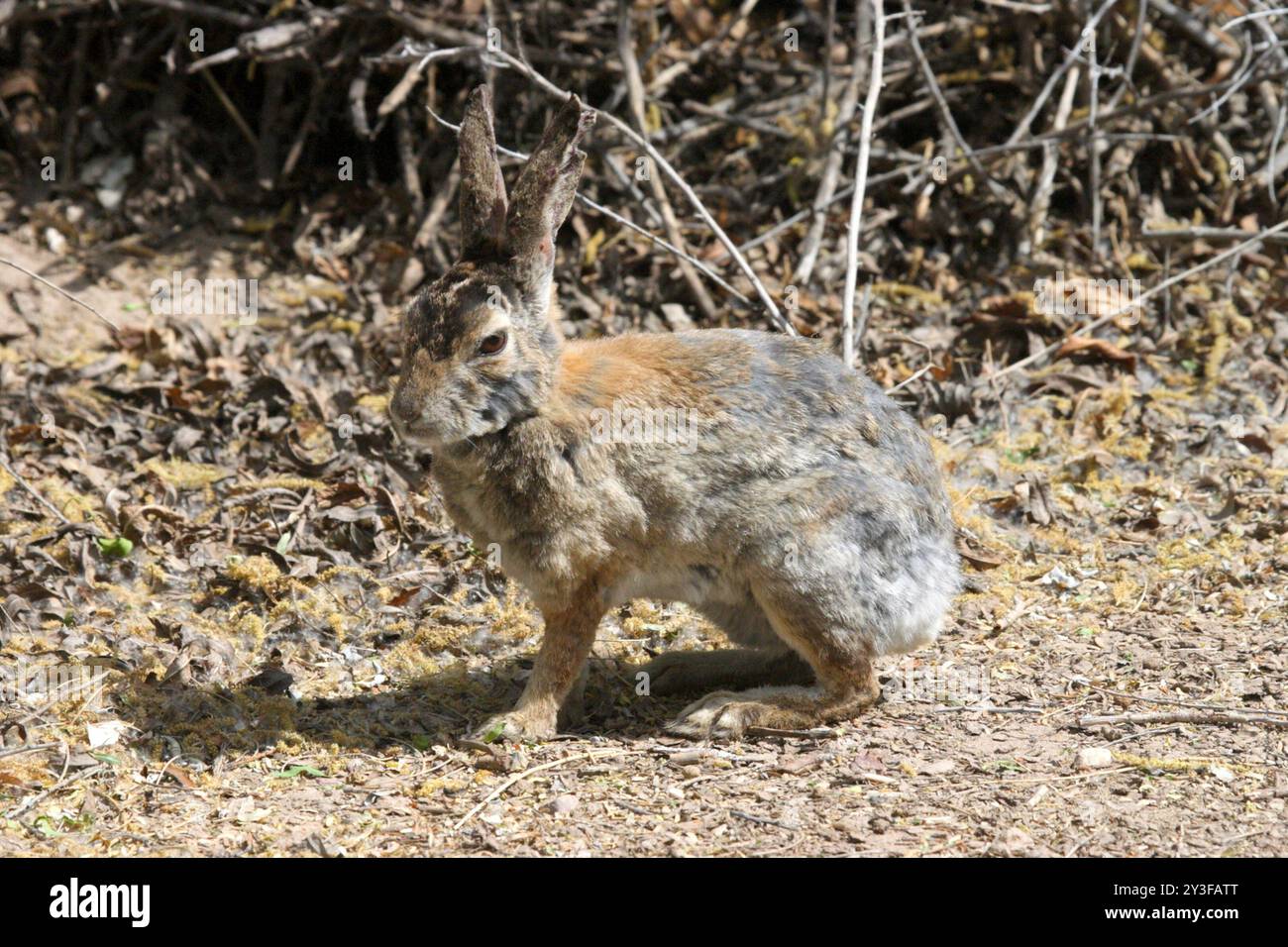 Cottontail Rabbits (Sylvilagus) Mammalia Stock Photo - Alamy
