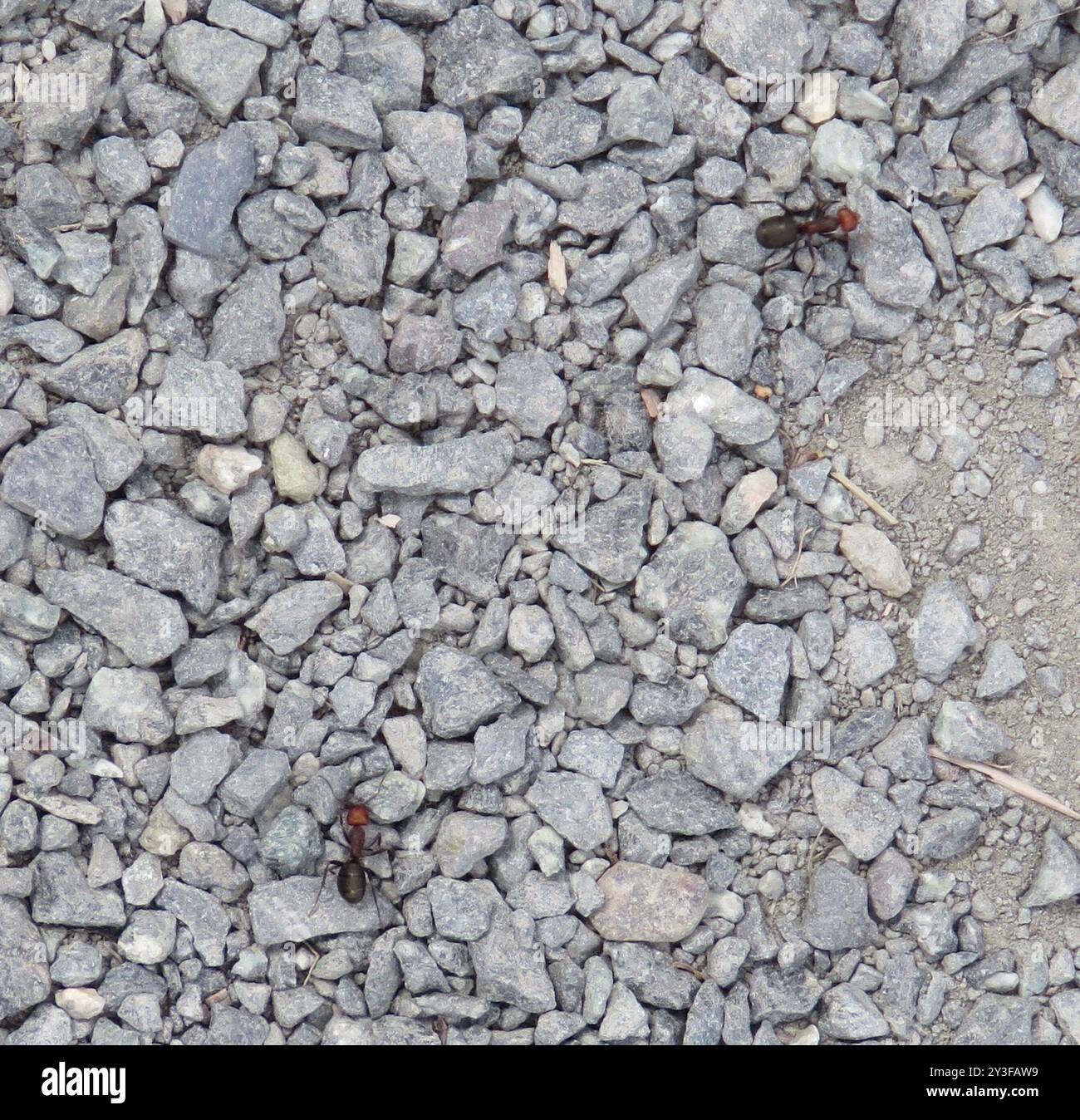 Western Thatching Ant (Formica obscuripes) Insecta Stock Photo - Alamy