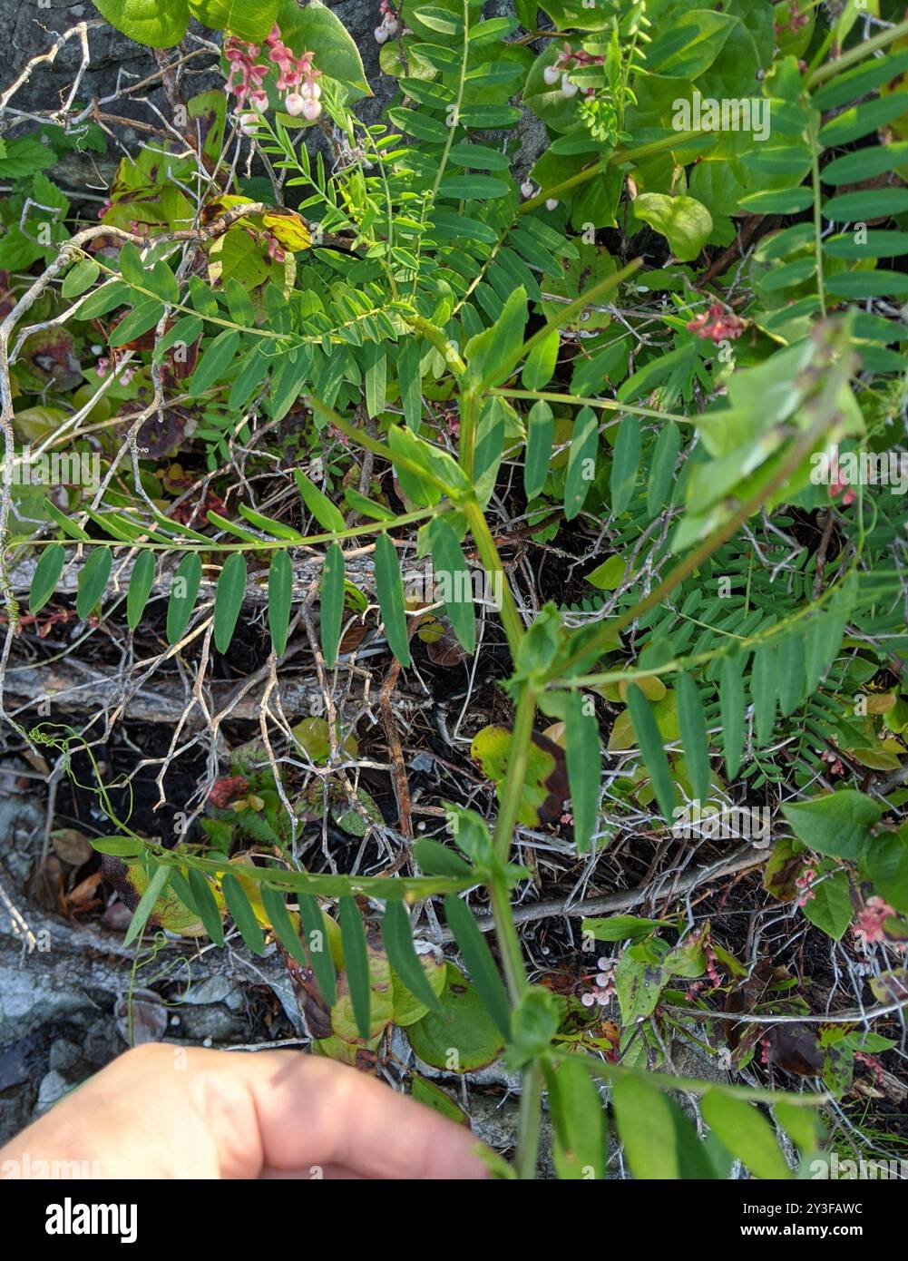 giant vetch (Vicia gigantea) Plantae Stock Photo - Alamy