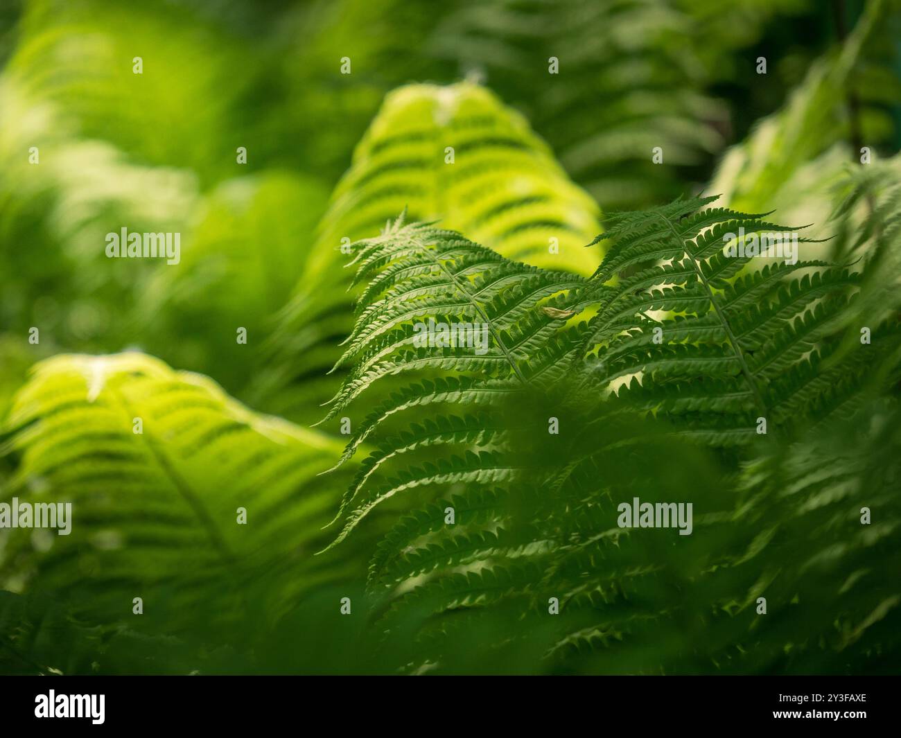 Lush green fern leaves fill the frame with their intricate patterns and ...