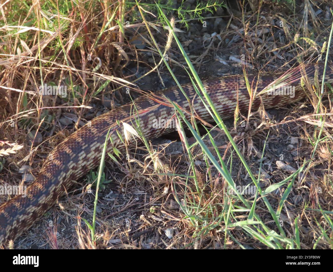 Pacific Gopher Snake (Pituophis catenifer catenifer) Reptilia Stock ...