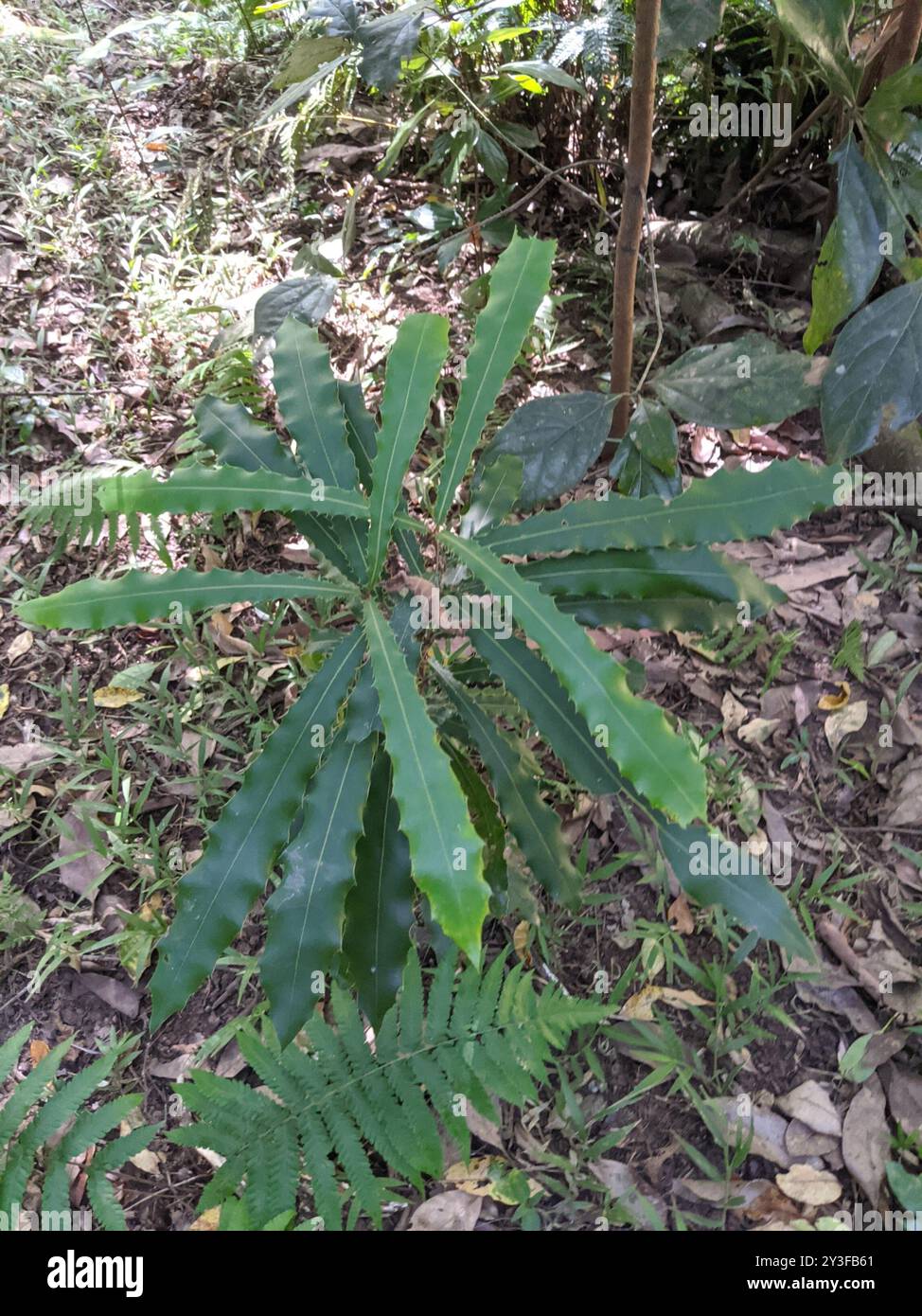 Macadamia Tree (Macadamia integrifolia) Plantae Stock Photo - Alamy