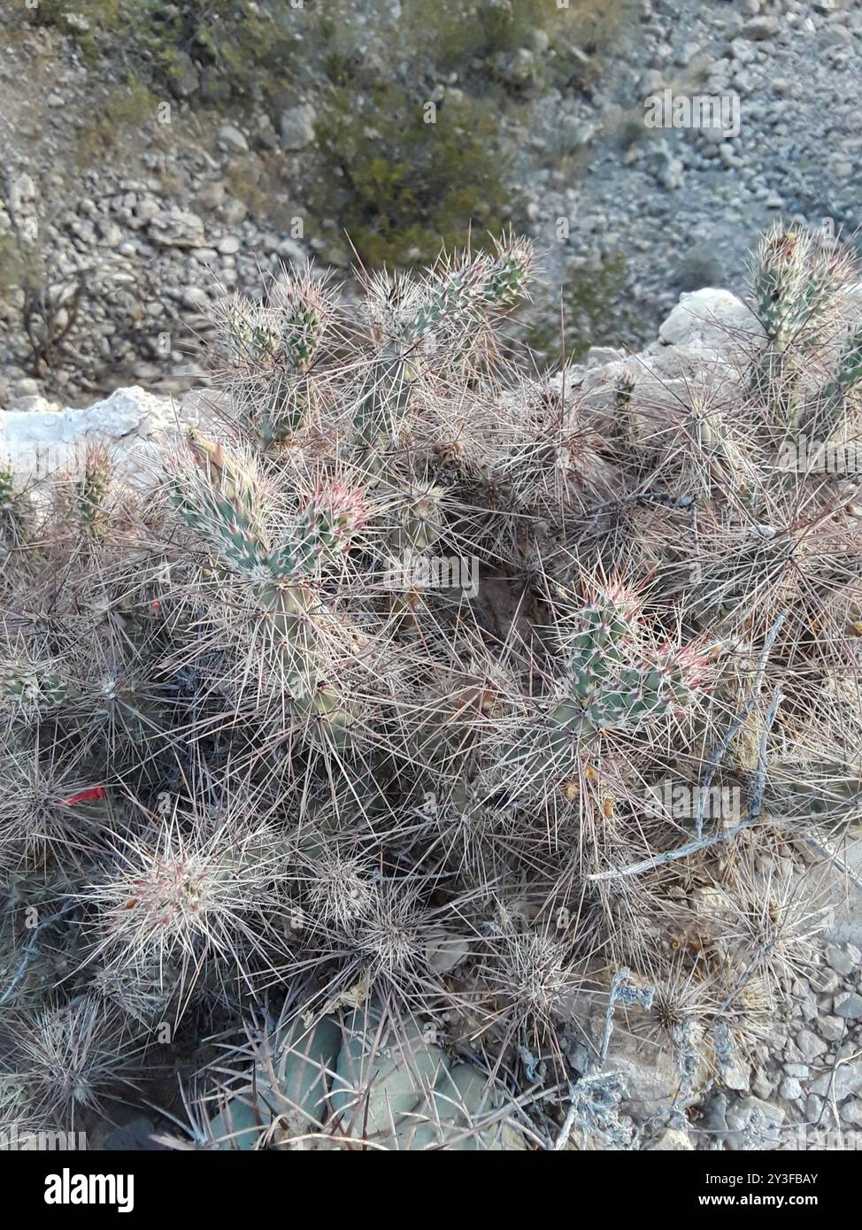 Graham's Club-cholla (Grusonia grahamii) Plantae Stock Photo - Alamy