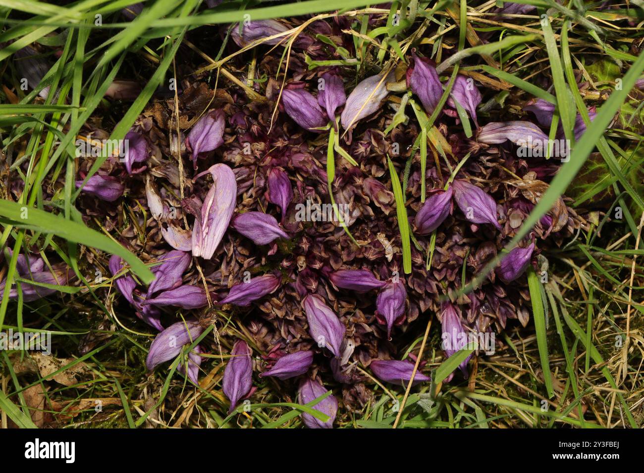 Purple Toothwort (Lathraea clandestina) Plantae Stock Photo - Alamy