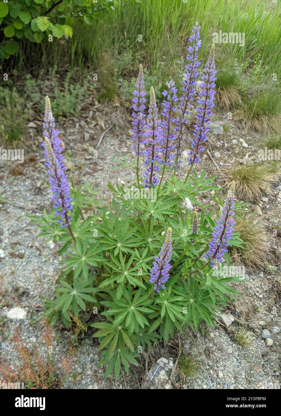 Large-leaved lupine (Lupinus polyphyllus) Plantae Stock Photo - Alamy