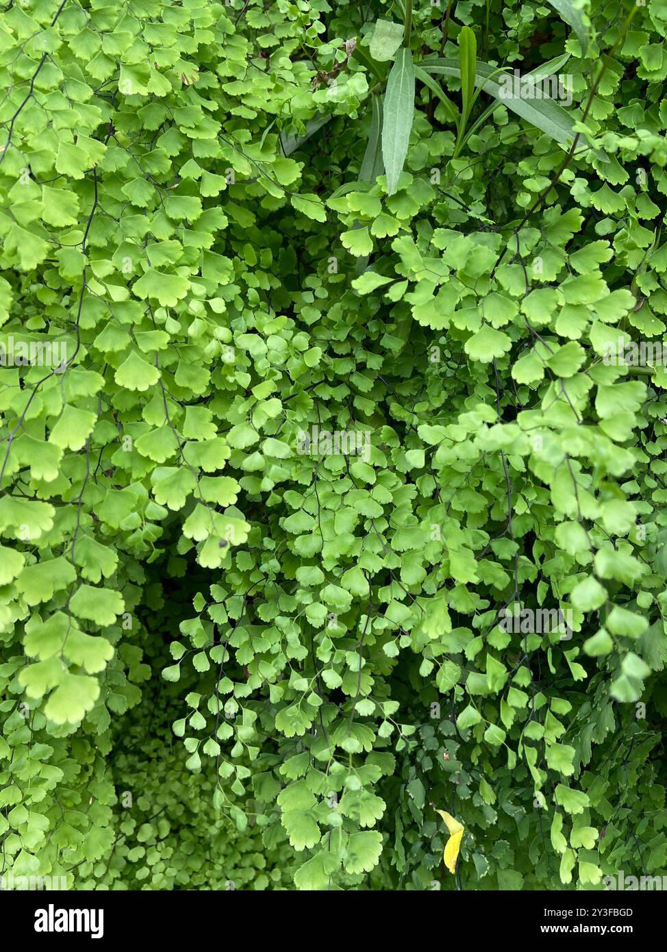 black maidenhair fern (Adiantum capillus-veneris) Plantae Stock Photo ...