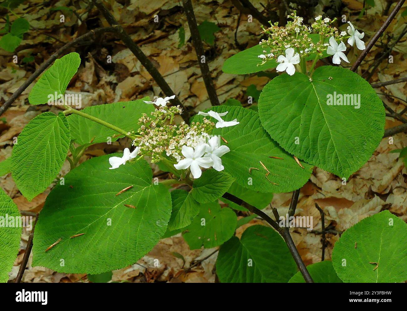 hobblebush (Viburnum lantanoides) Plantae Stock Photo - Alamy