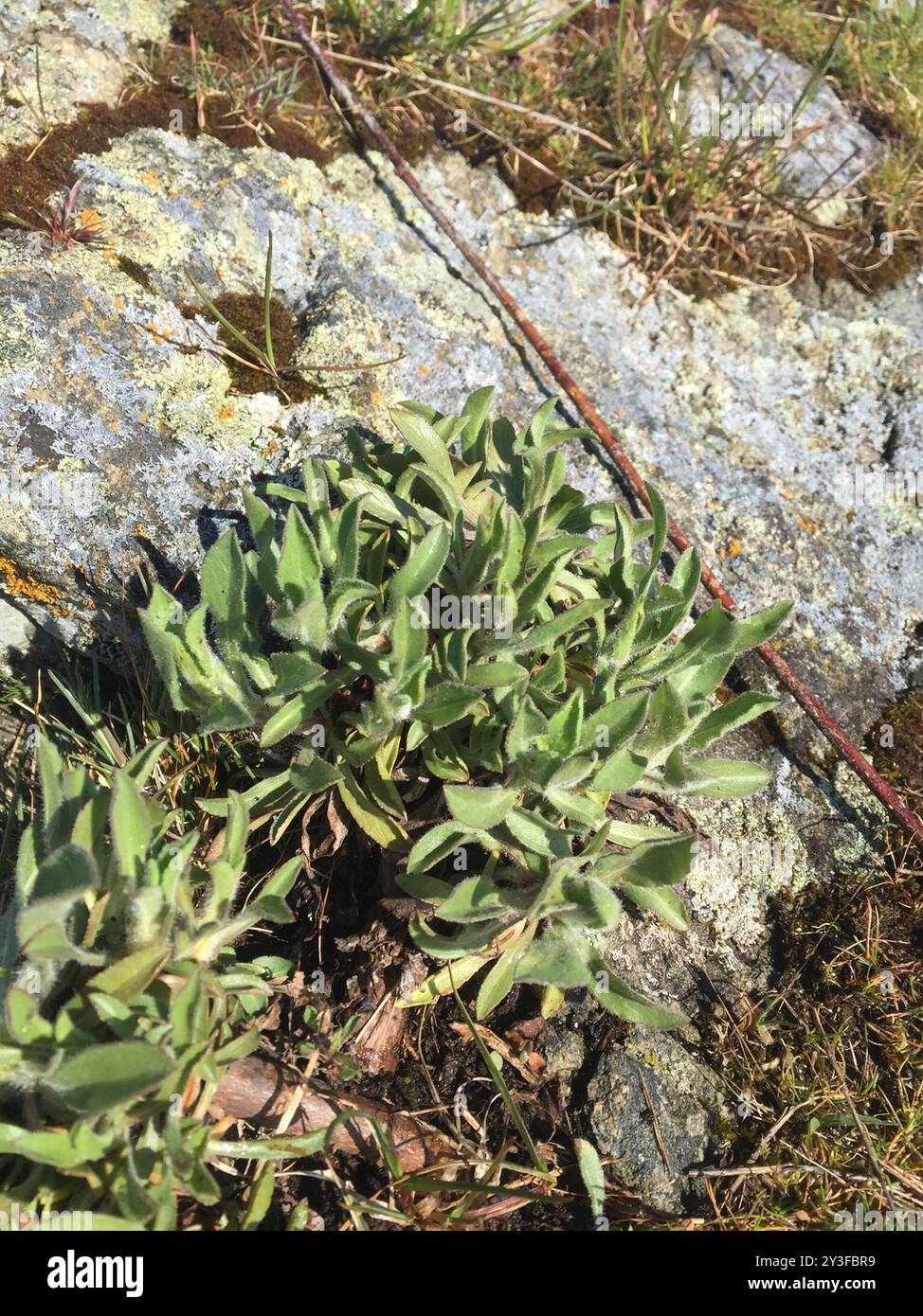 Oregon Gumplant (Grindelia stricta) Plantae Stock Photo - Alamy