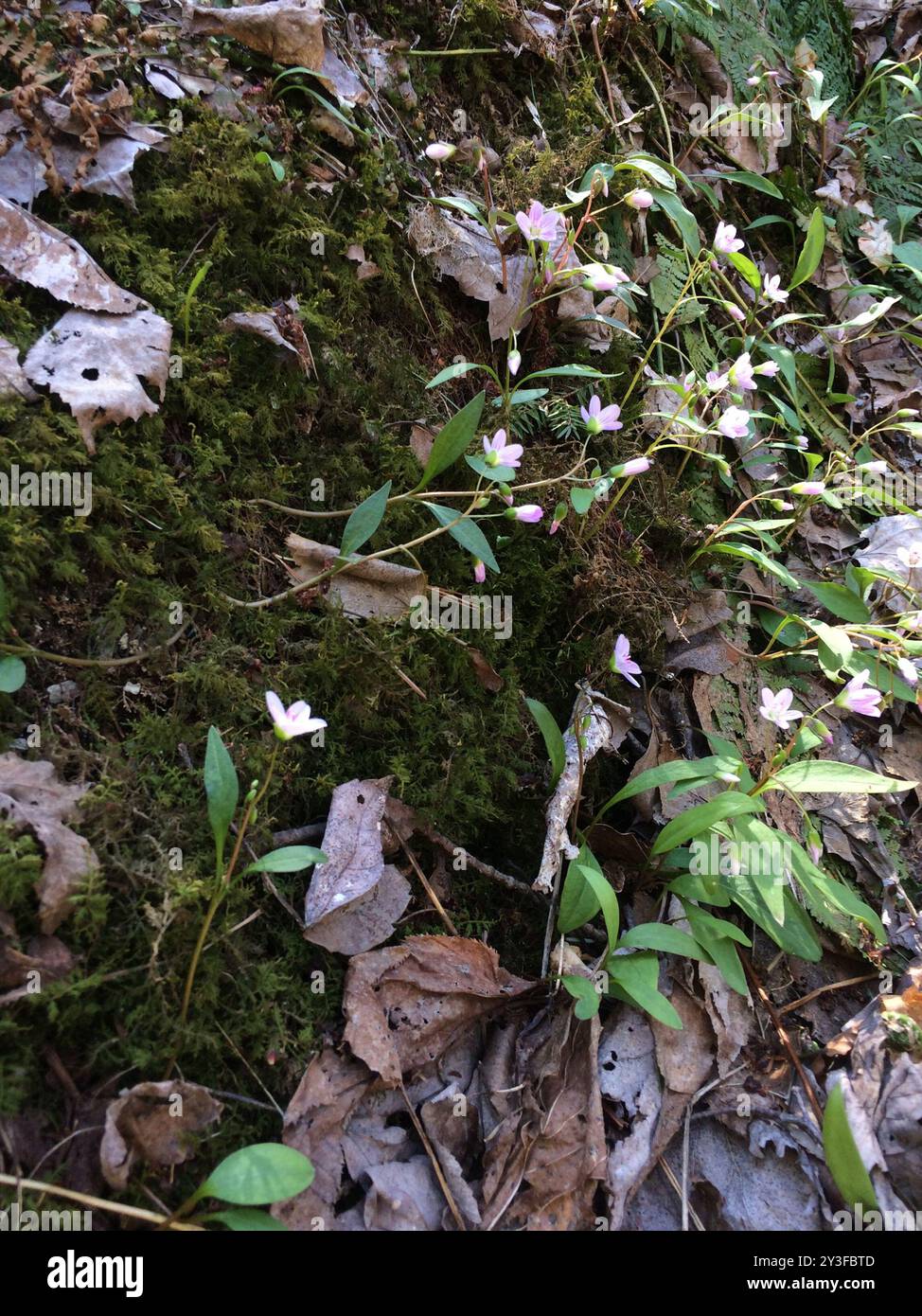 Carolina Springbeauty (Claytonia caroliniana) Plantae Stock Photo - Alamy
